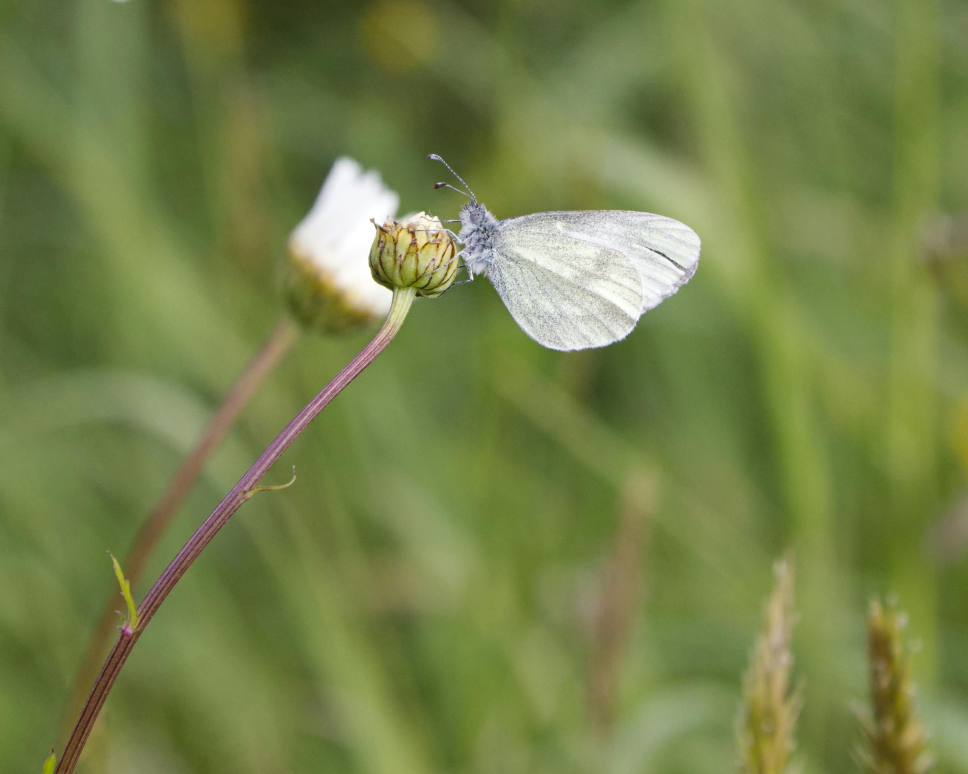 1,548+ Best Free Pollinators Stock Photos & Images · 100% Royalty-Free ...