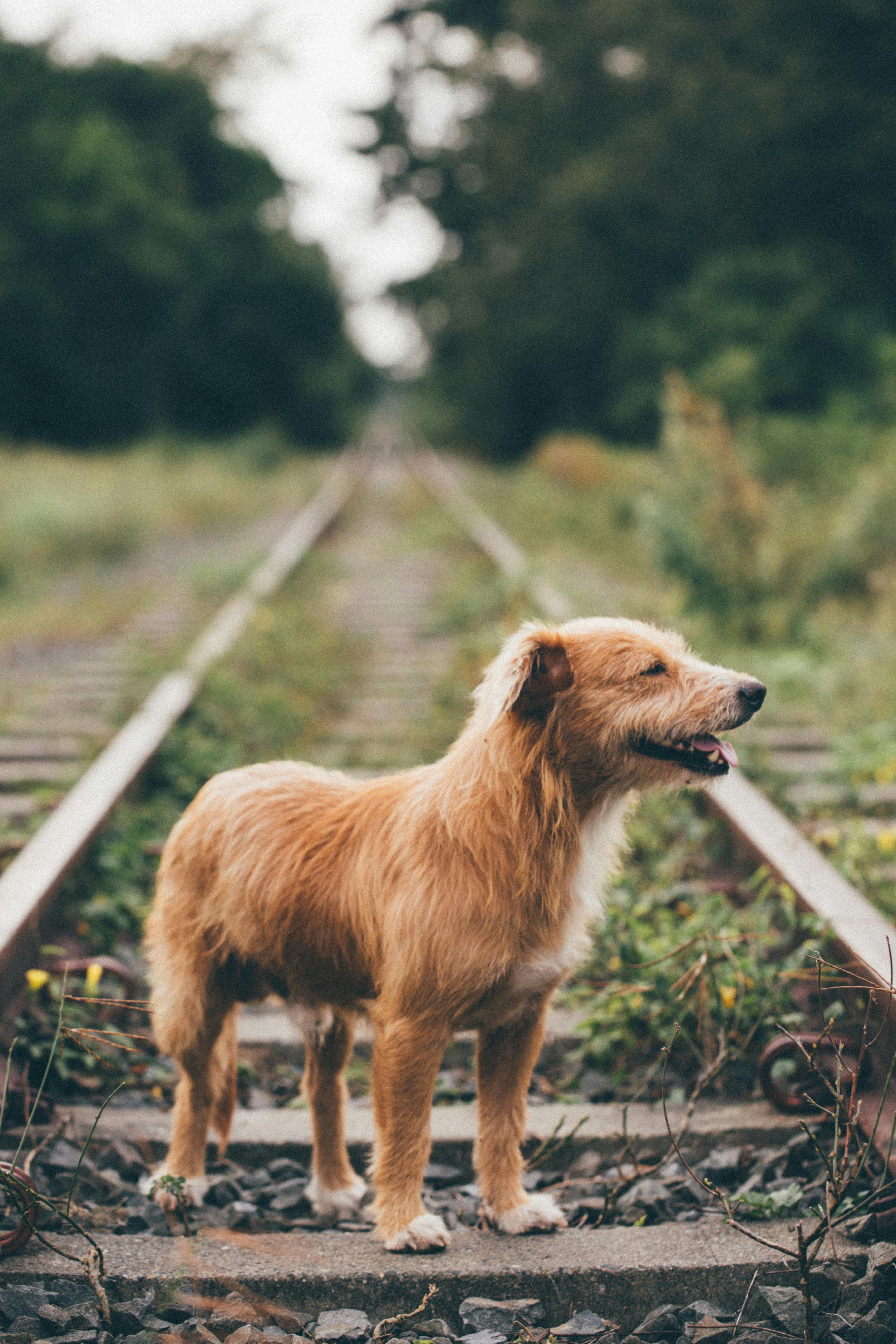 Red Dog Standing on Train Railways · Free Stock Photo