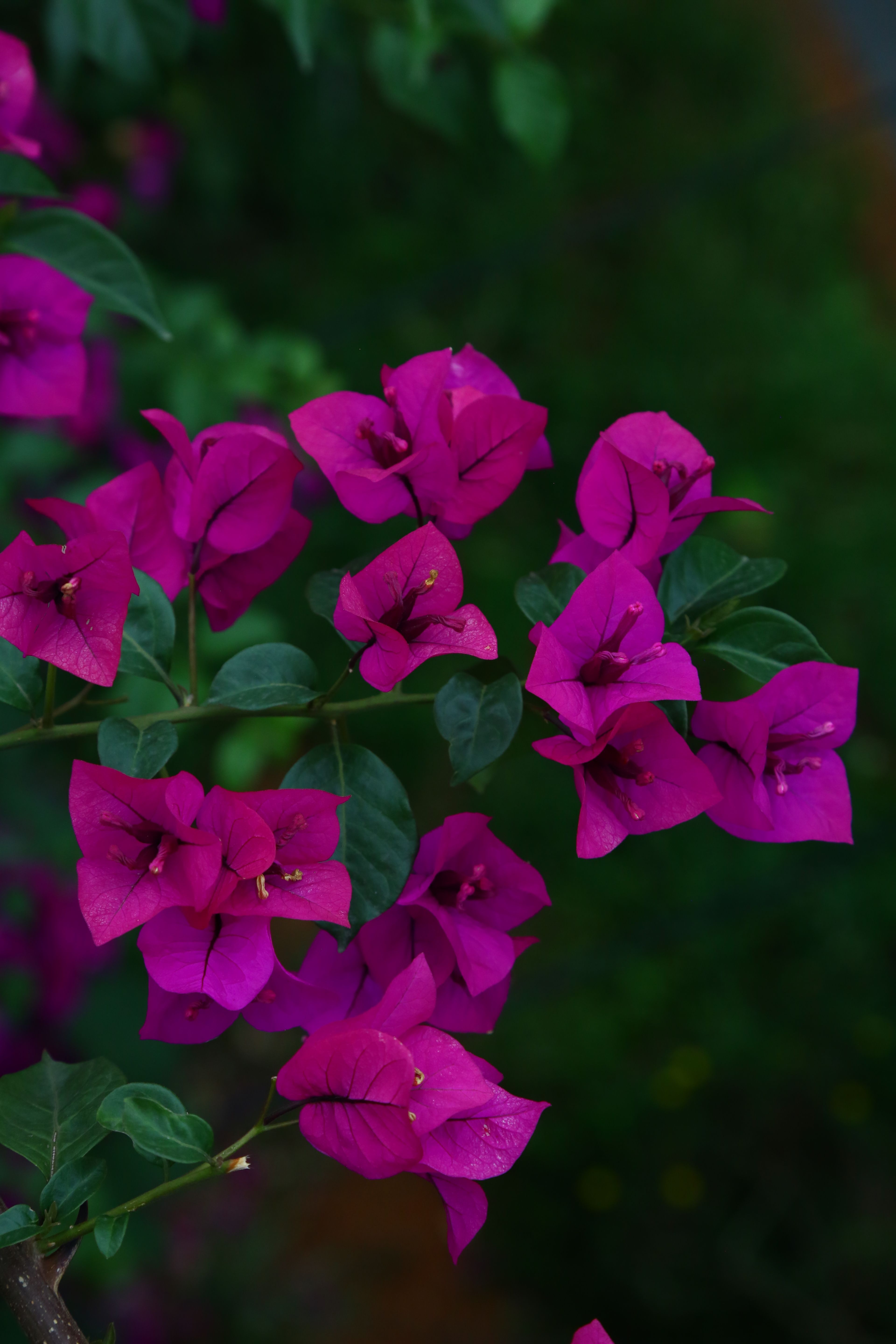 Close-Up Photograph of Bougainvillea Flowers in Bloom · Free Stock Photo