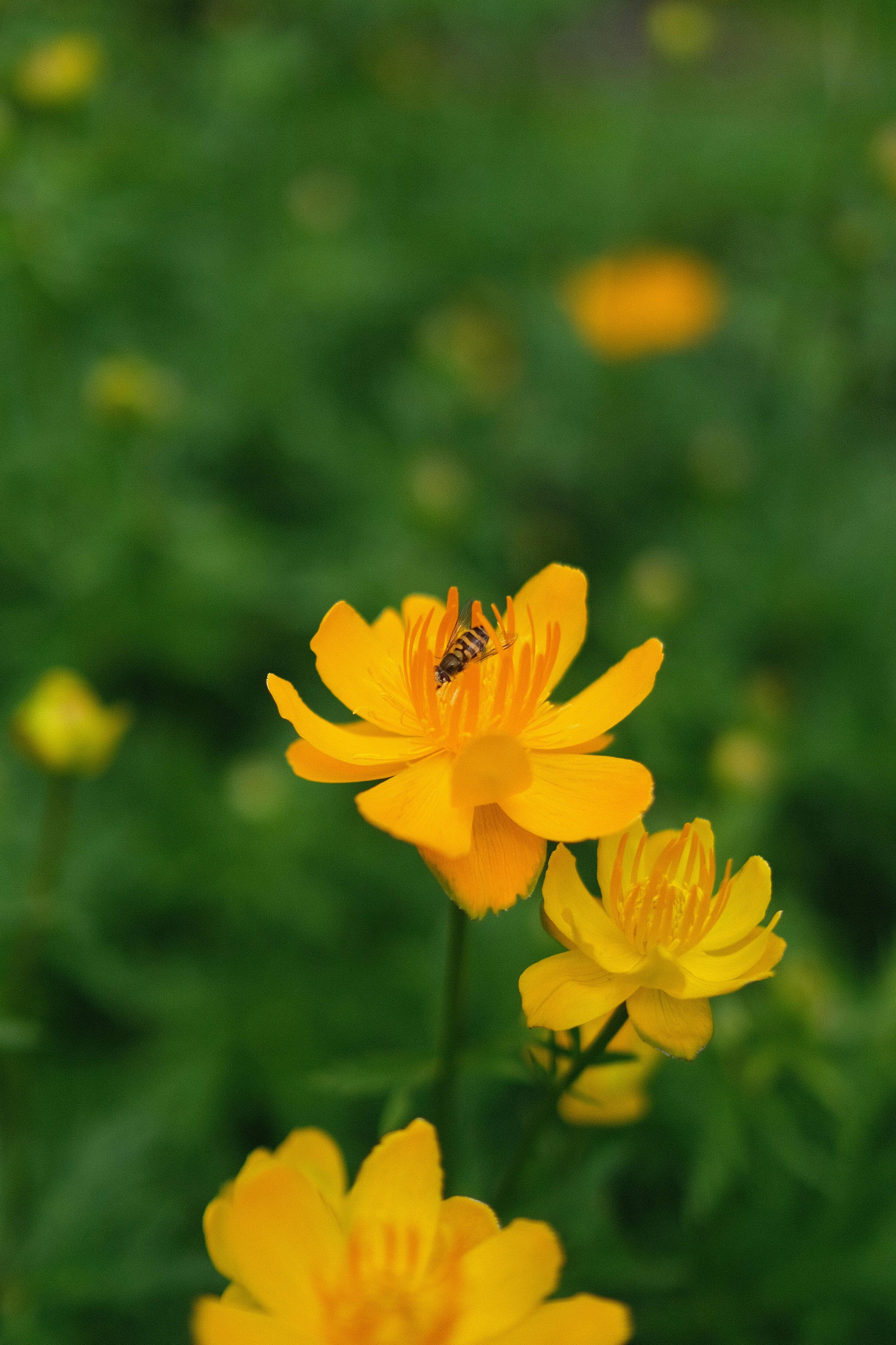 Trollflower Photos, Download The BEST Free Trollflower Stock Photos ...