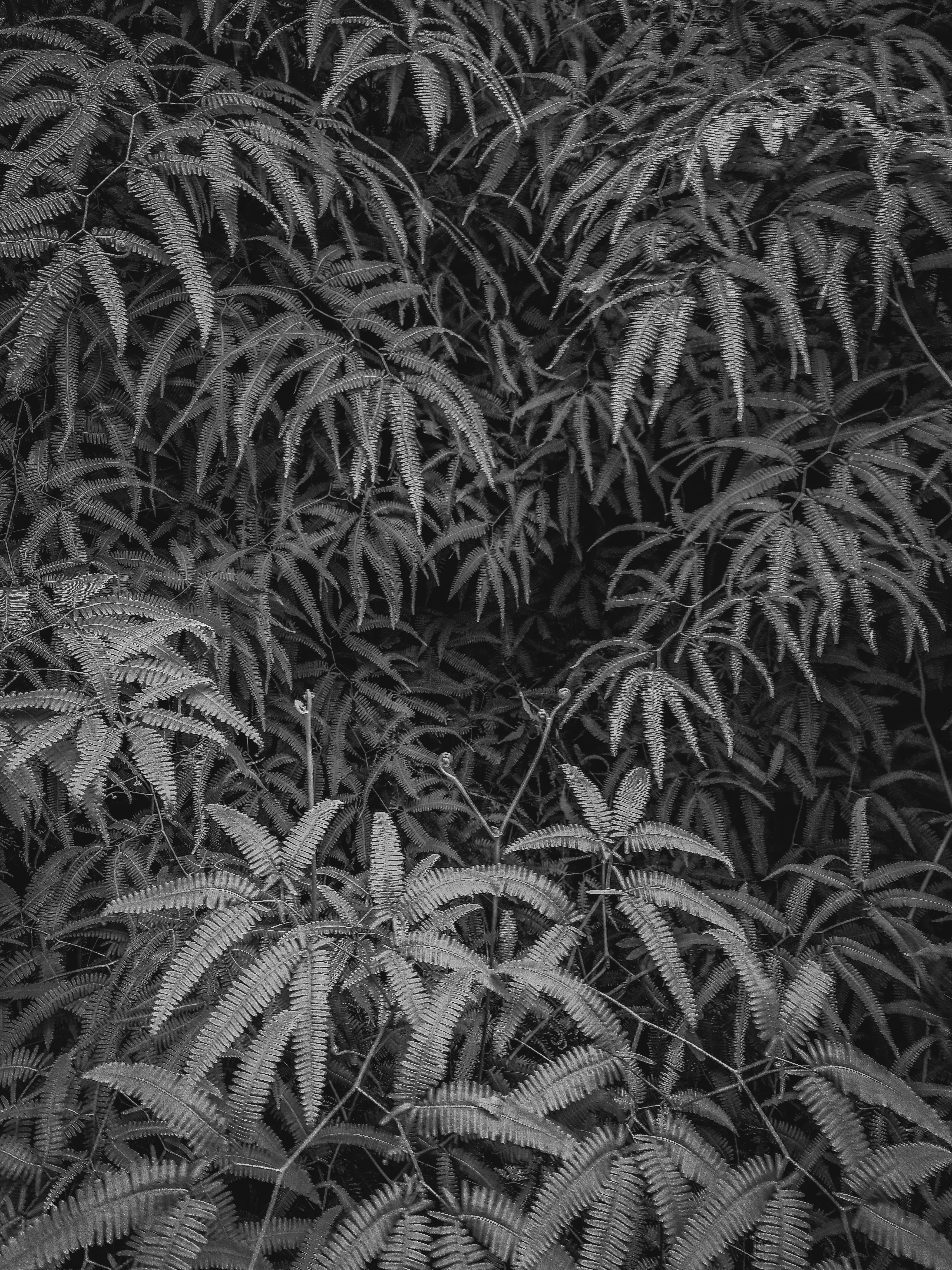 Grayscale Photography of Leaves · Free Stock Photo