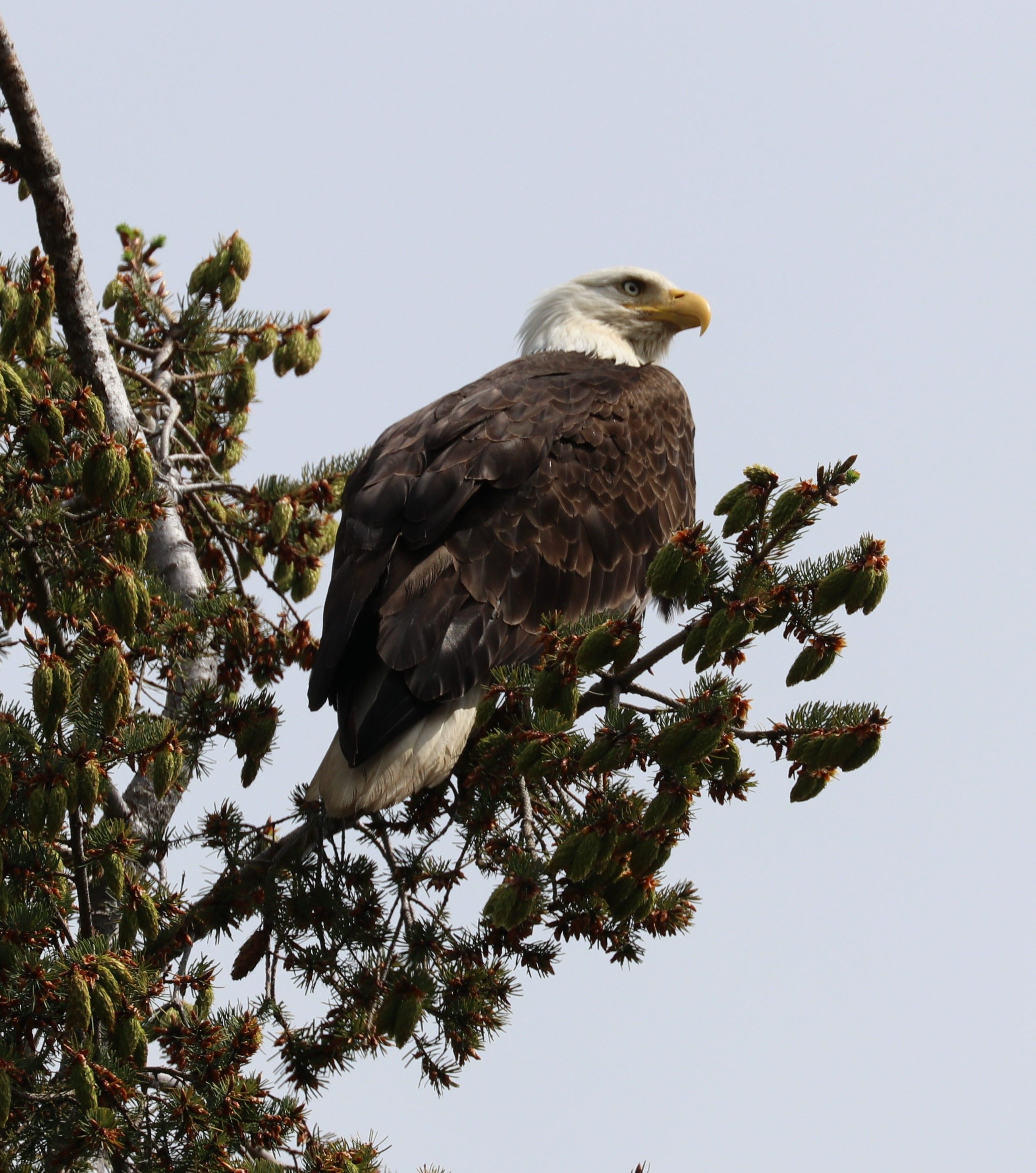 An Eagle Flying in the Sky · Free Stock Photo