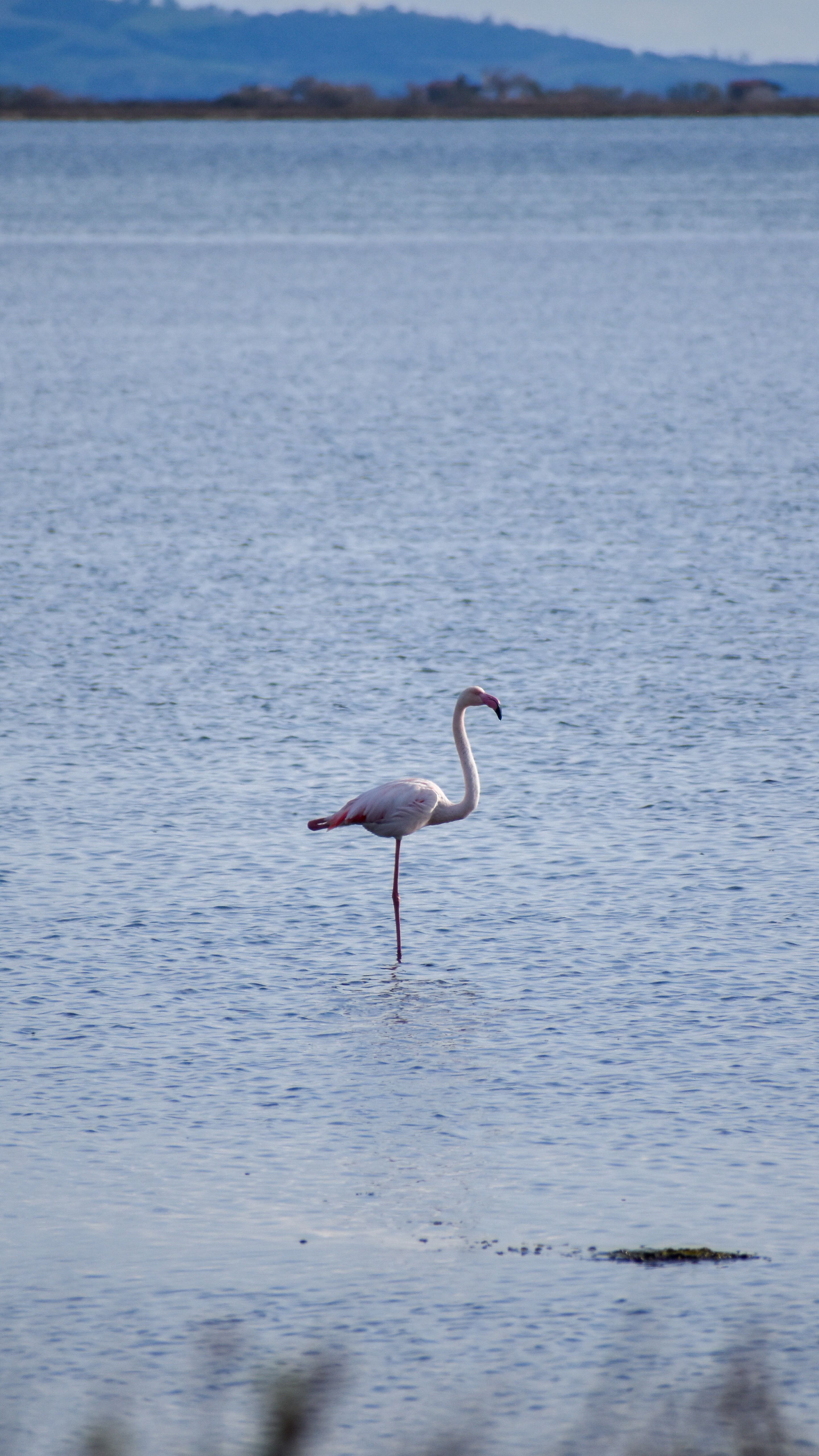 Pink Flamingo on Body of Water · Free Stock Photo