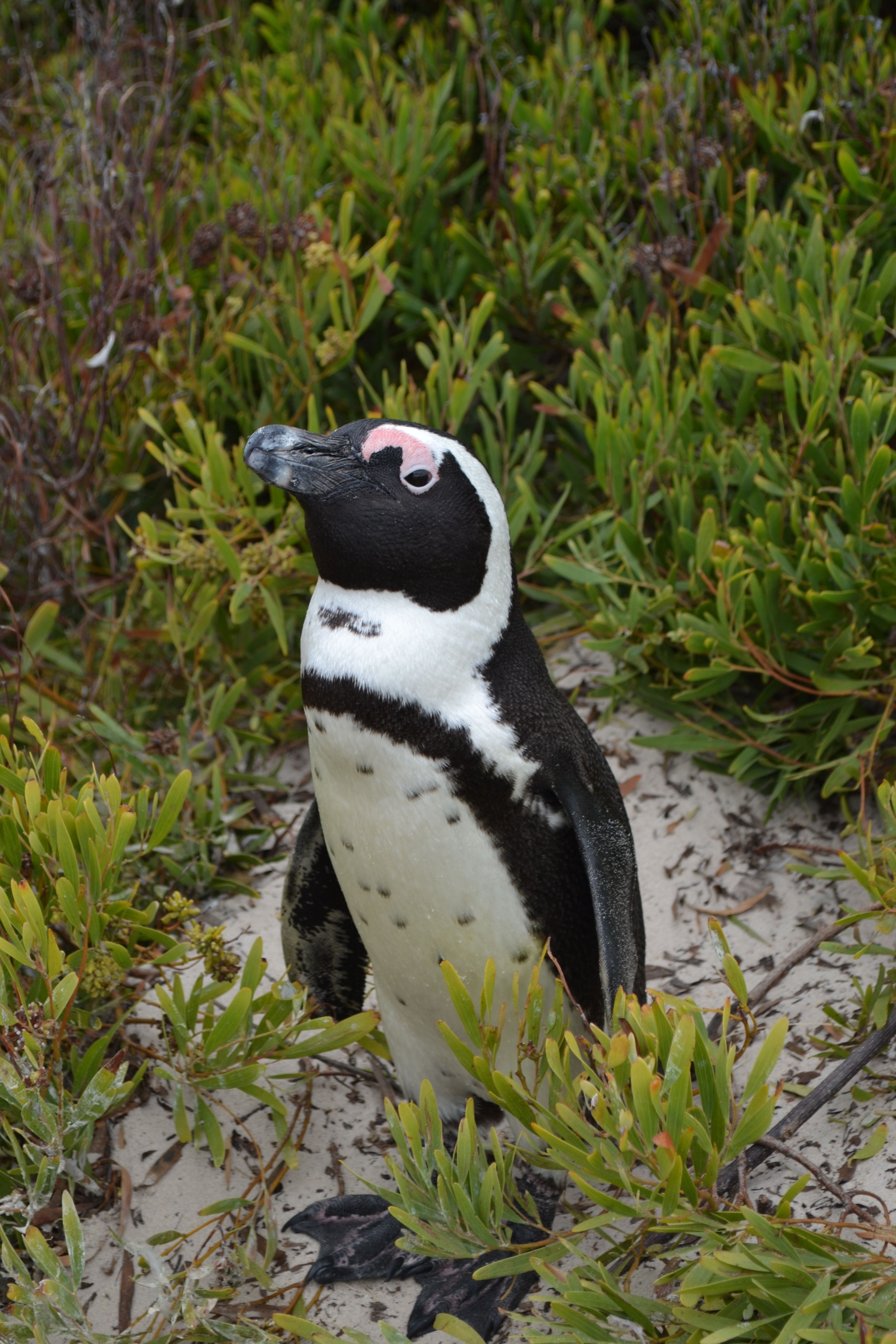 Photo of Black And White Penguin Standing on Stone · Free Stock Photo