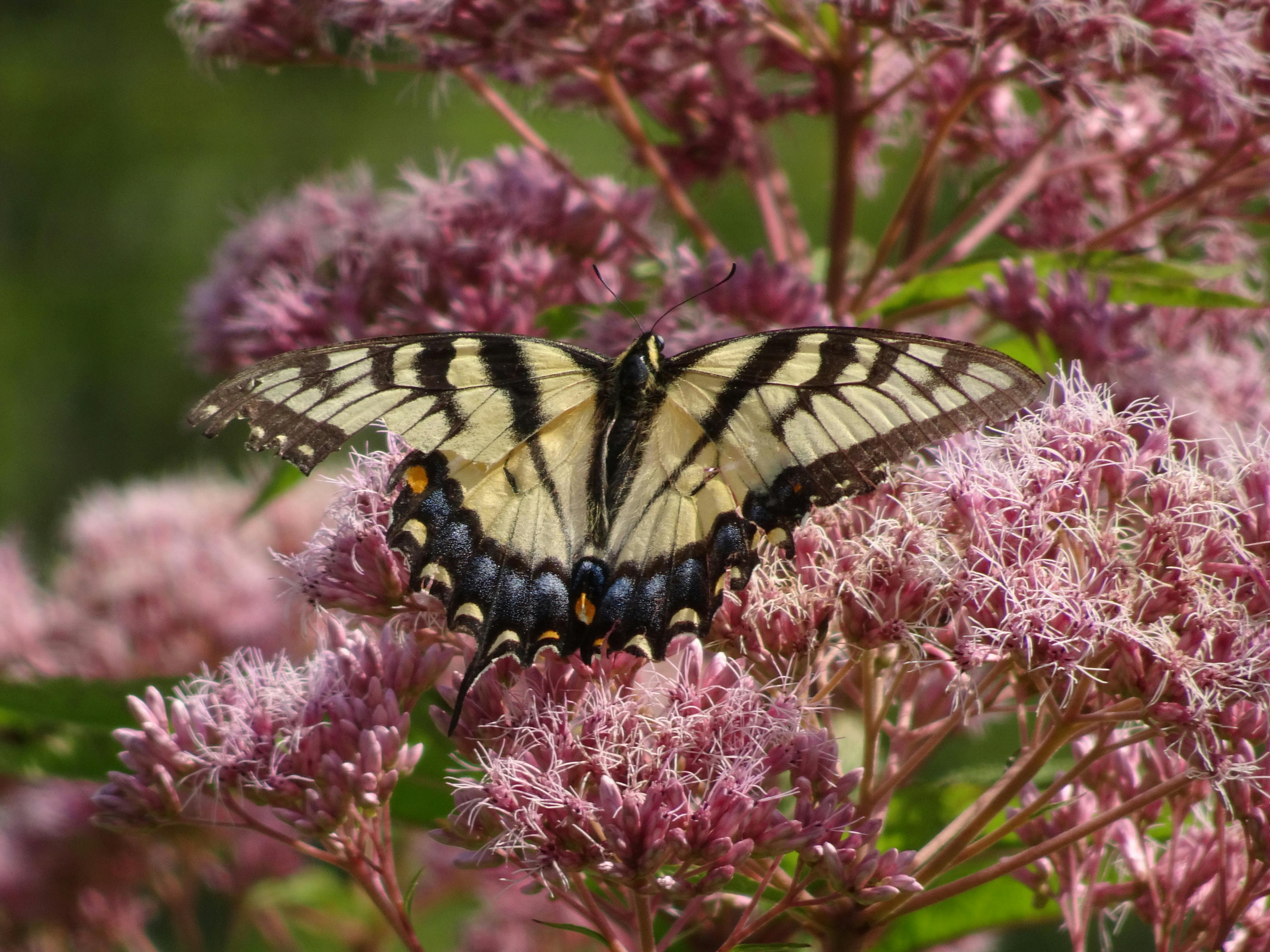 Blue Butterfly · Free Stock Photo
