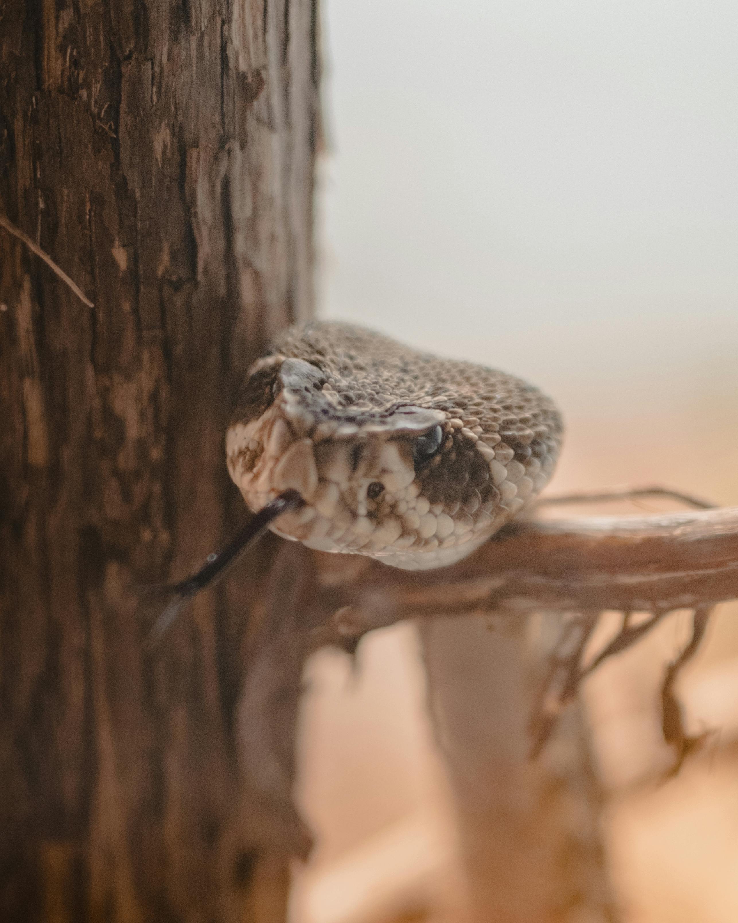 Close-Up Shot of a Snake · Free Stock Photo