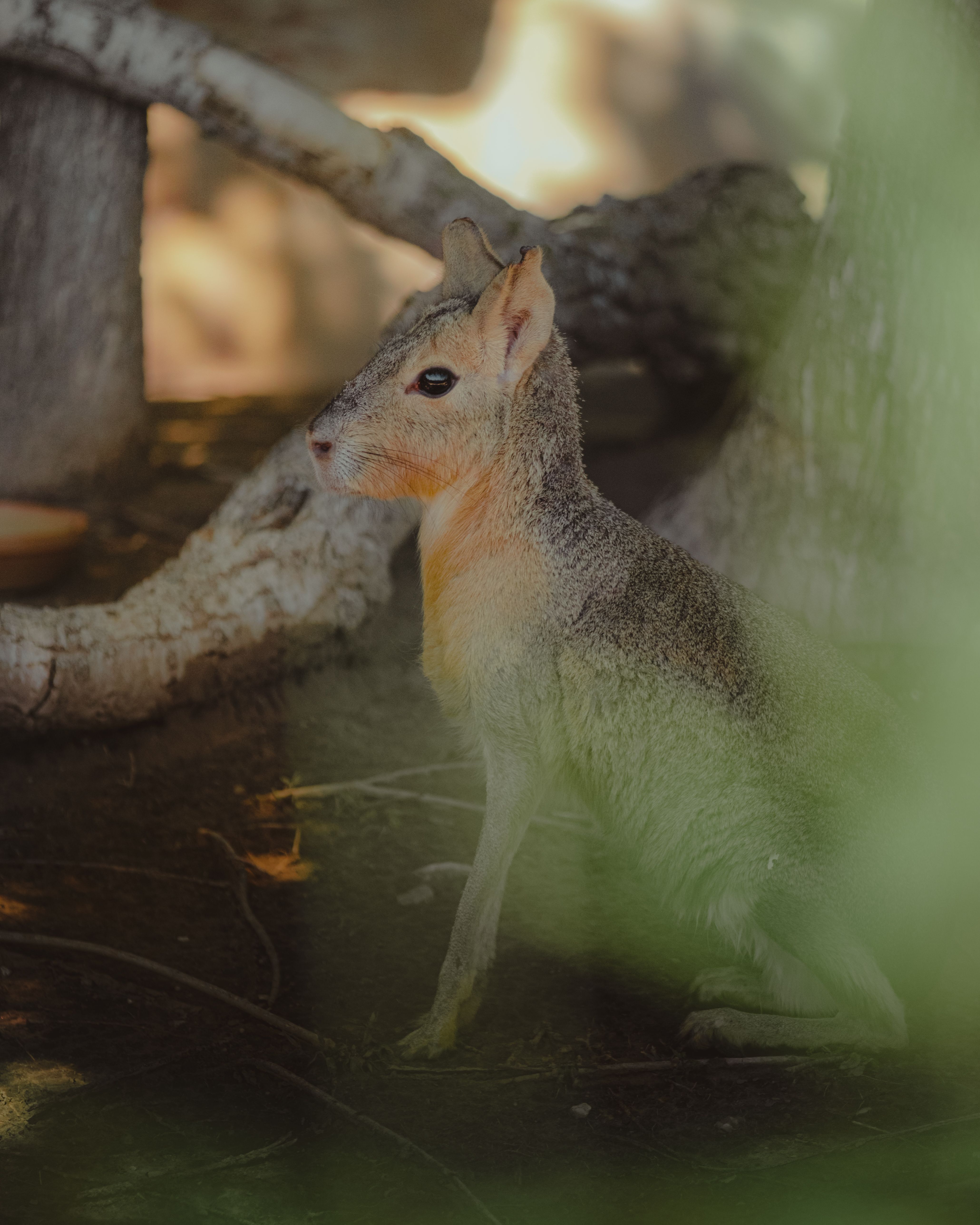 Close-up of a Patagonian Mara · Free Stock Photo