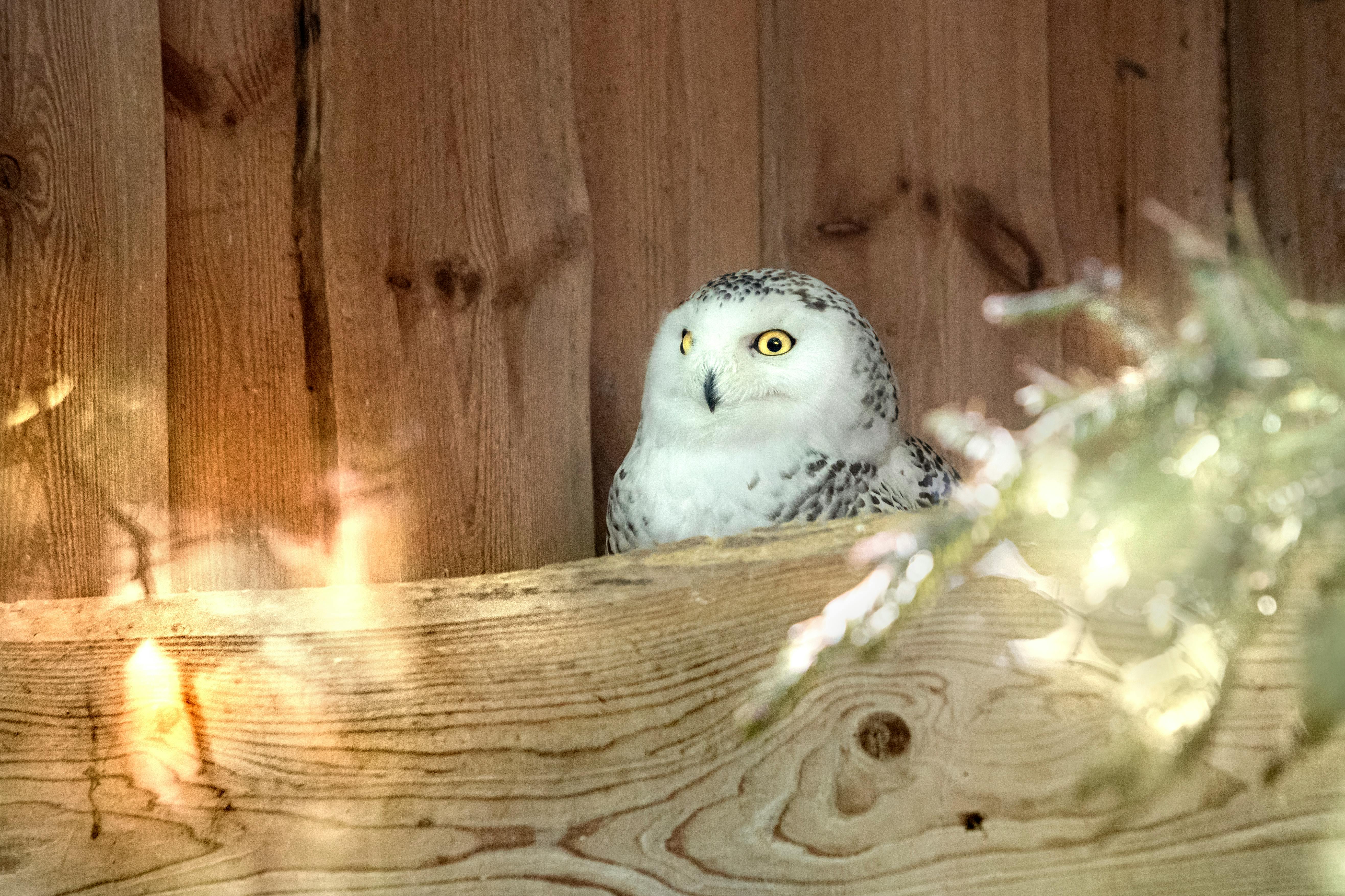 Close-Up Shot of a Snowy Owl · Free Stock Photo
