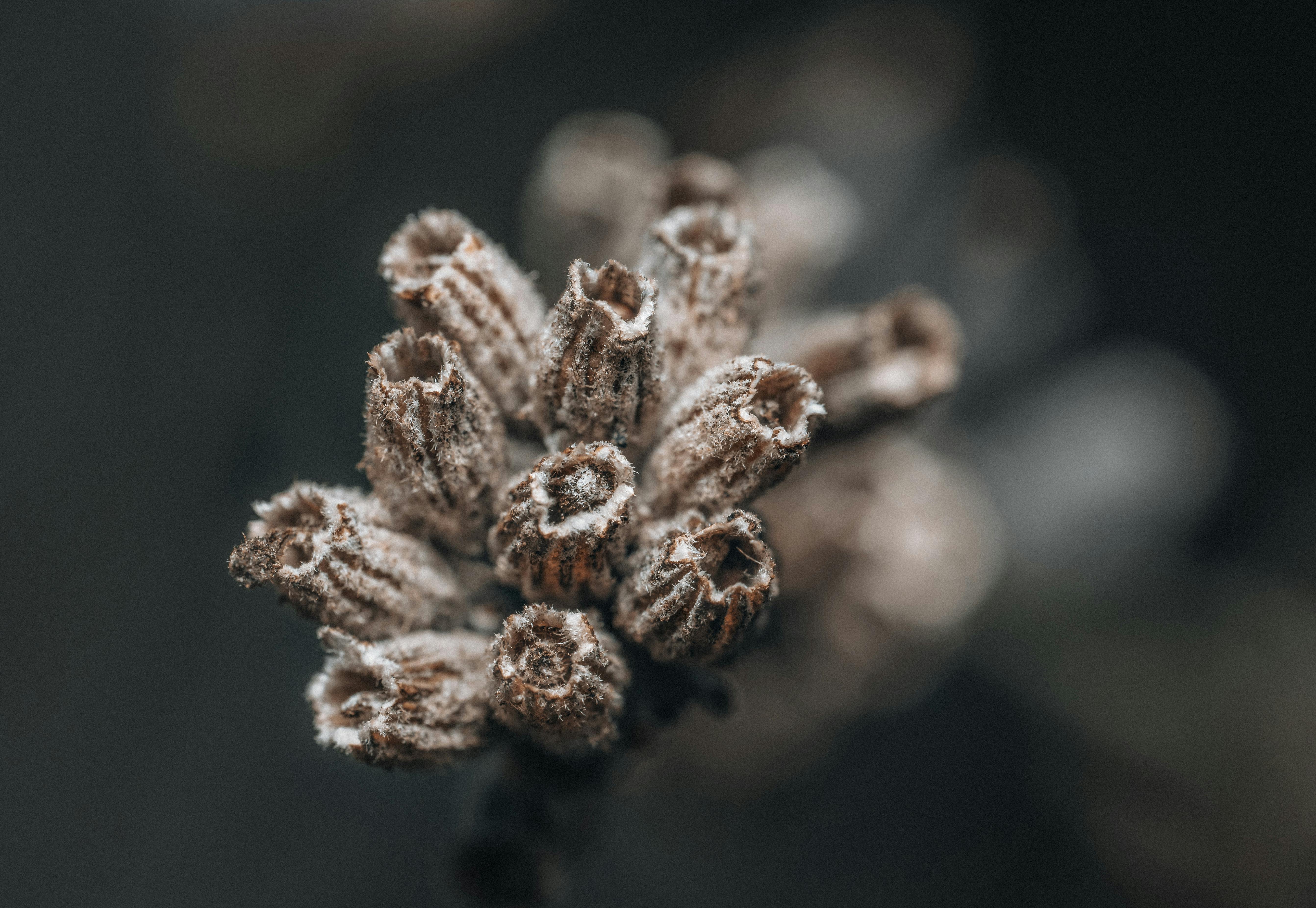 Plant Husks in Close Up Shot · Free Stock Photo