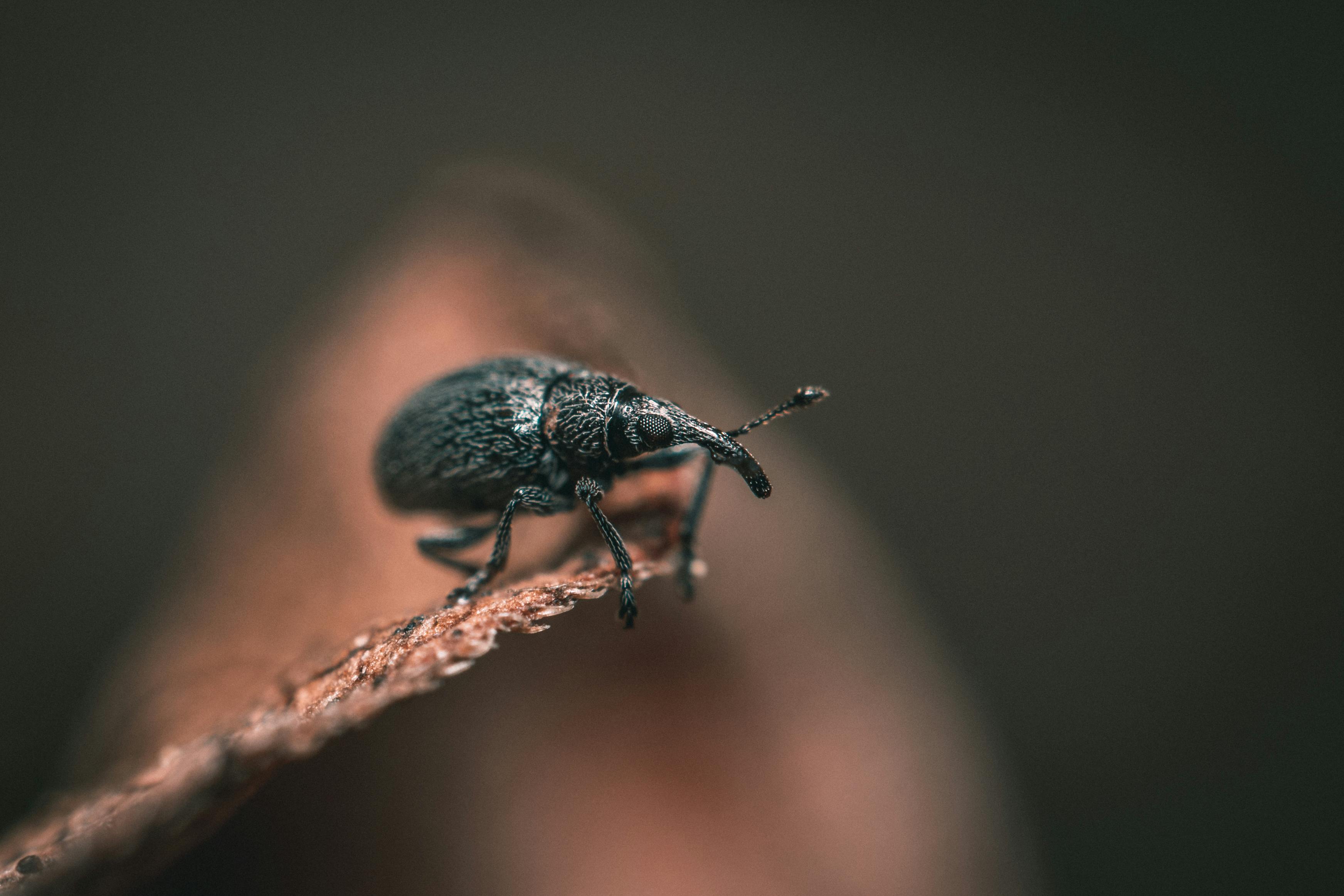 Close-Up Shot of Weevil · Free Stock Photo