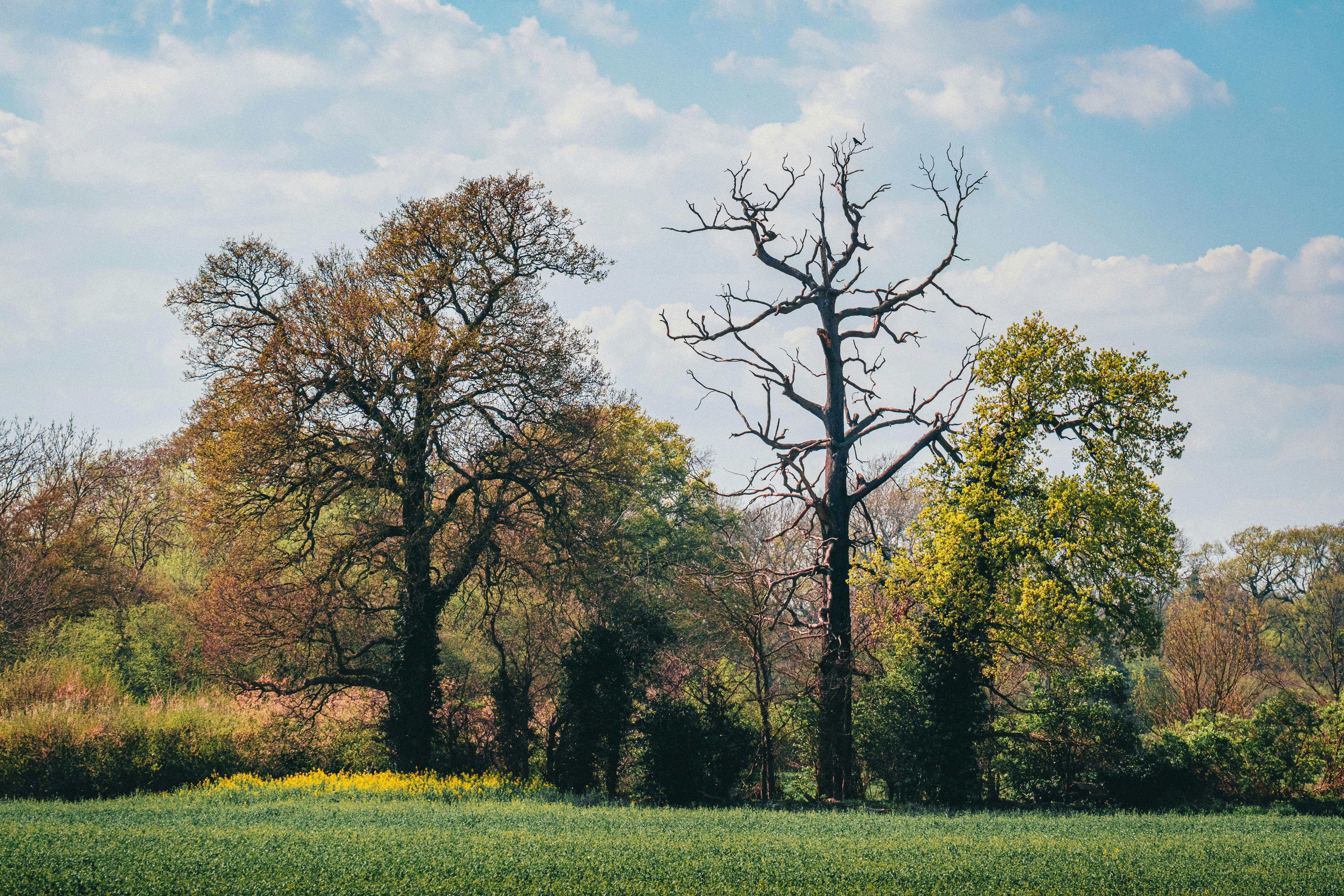 Trees on the Grass Field · Free Stock Photo