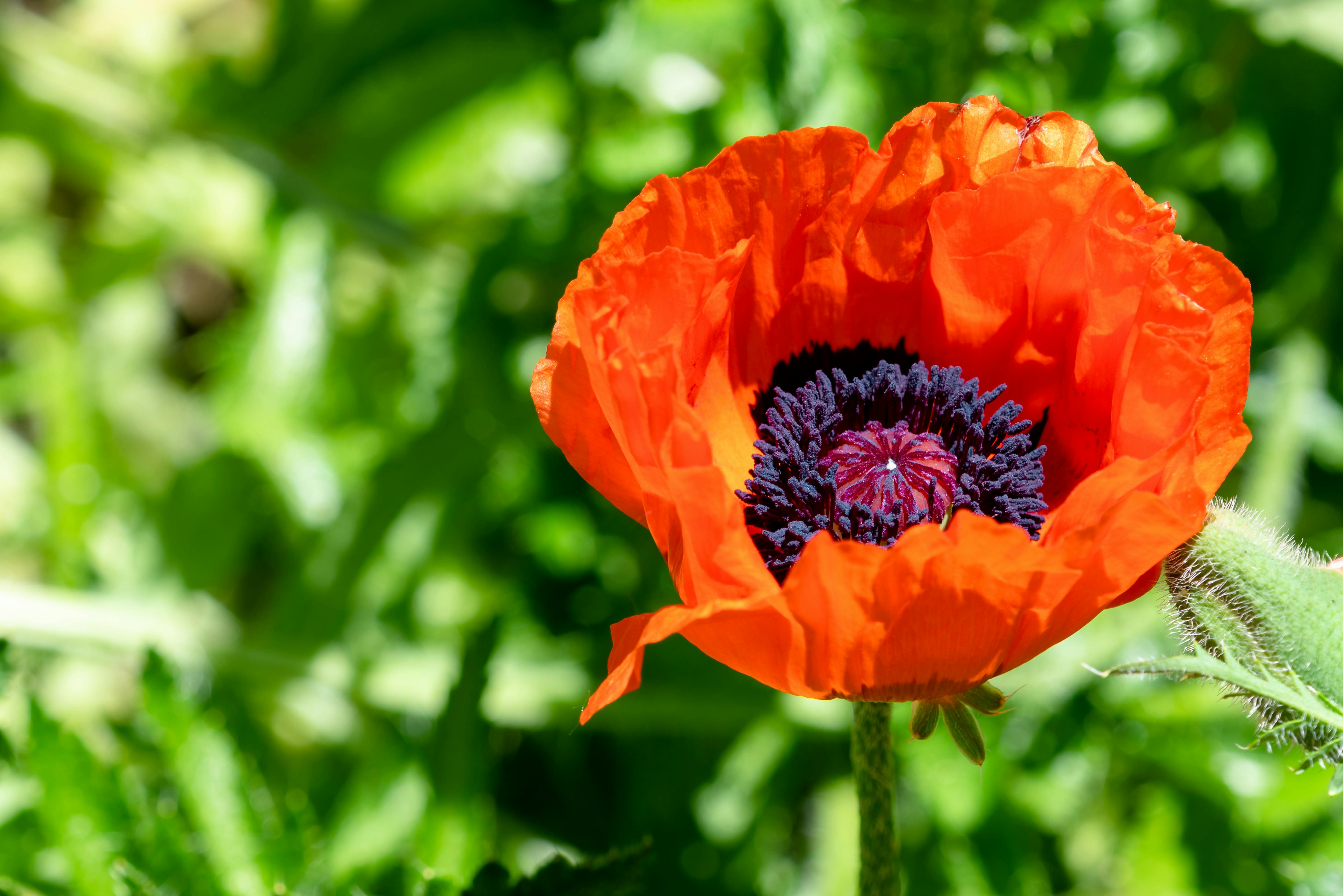 Poppy Flower in Close Up Shot · Free Stock Photo