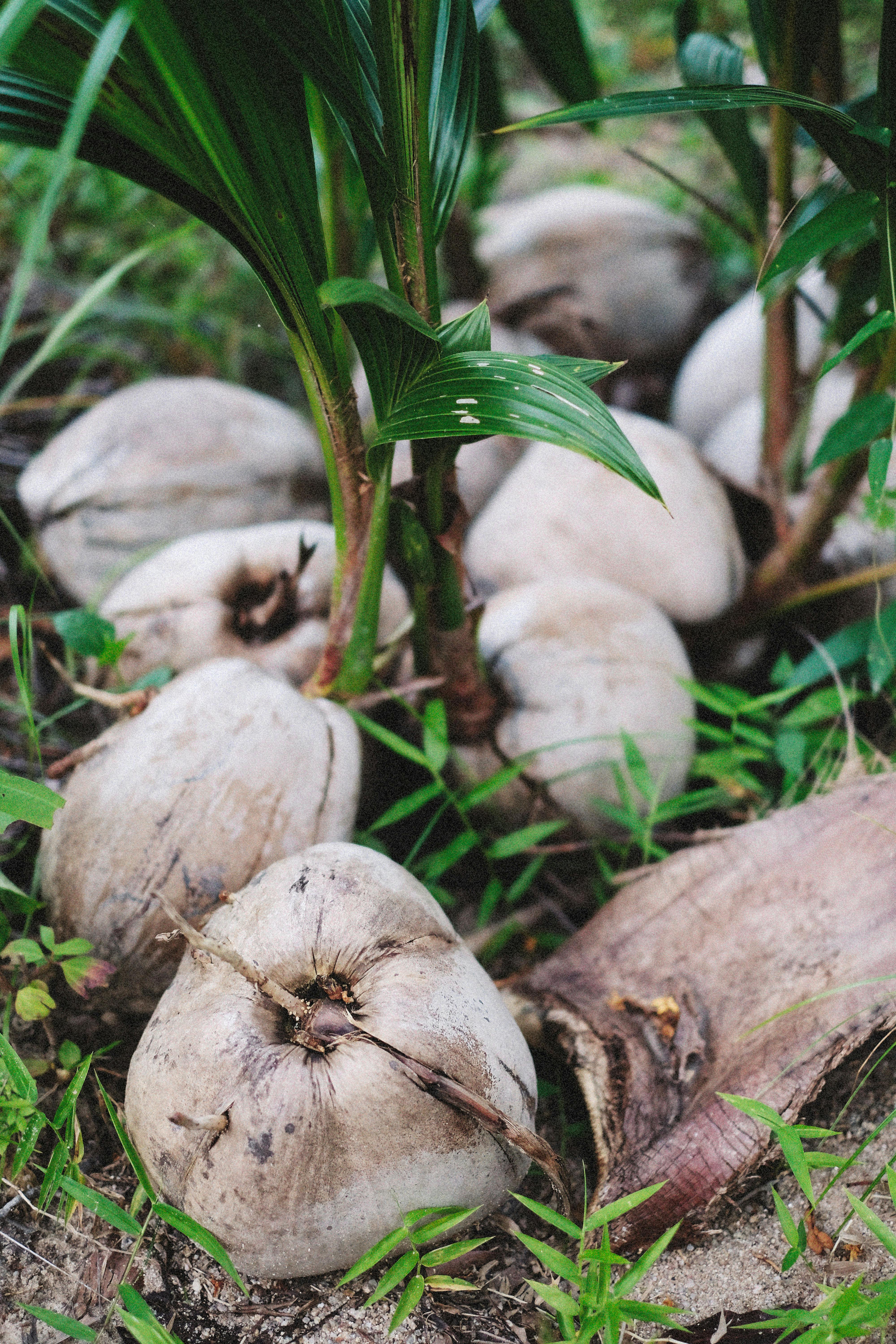 Two Brown Coconuts · Free Stock Photo