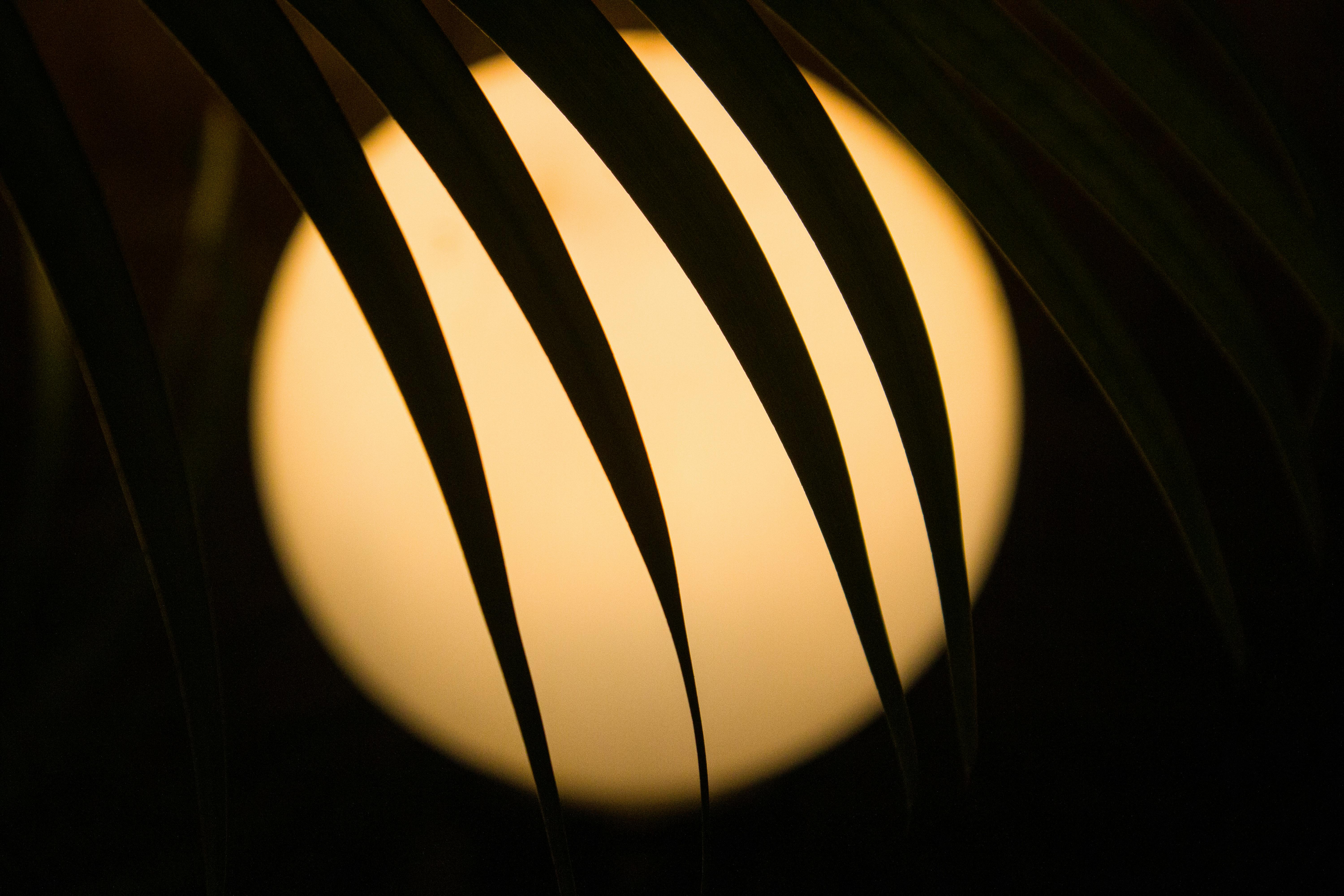 A Light Behind Silhouette of Leaves · Free Stock Photo