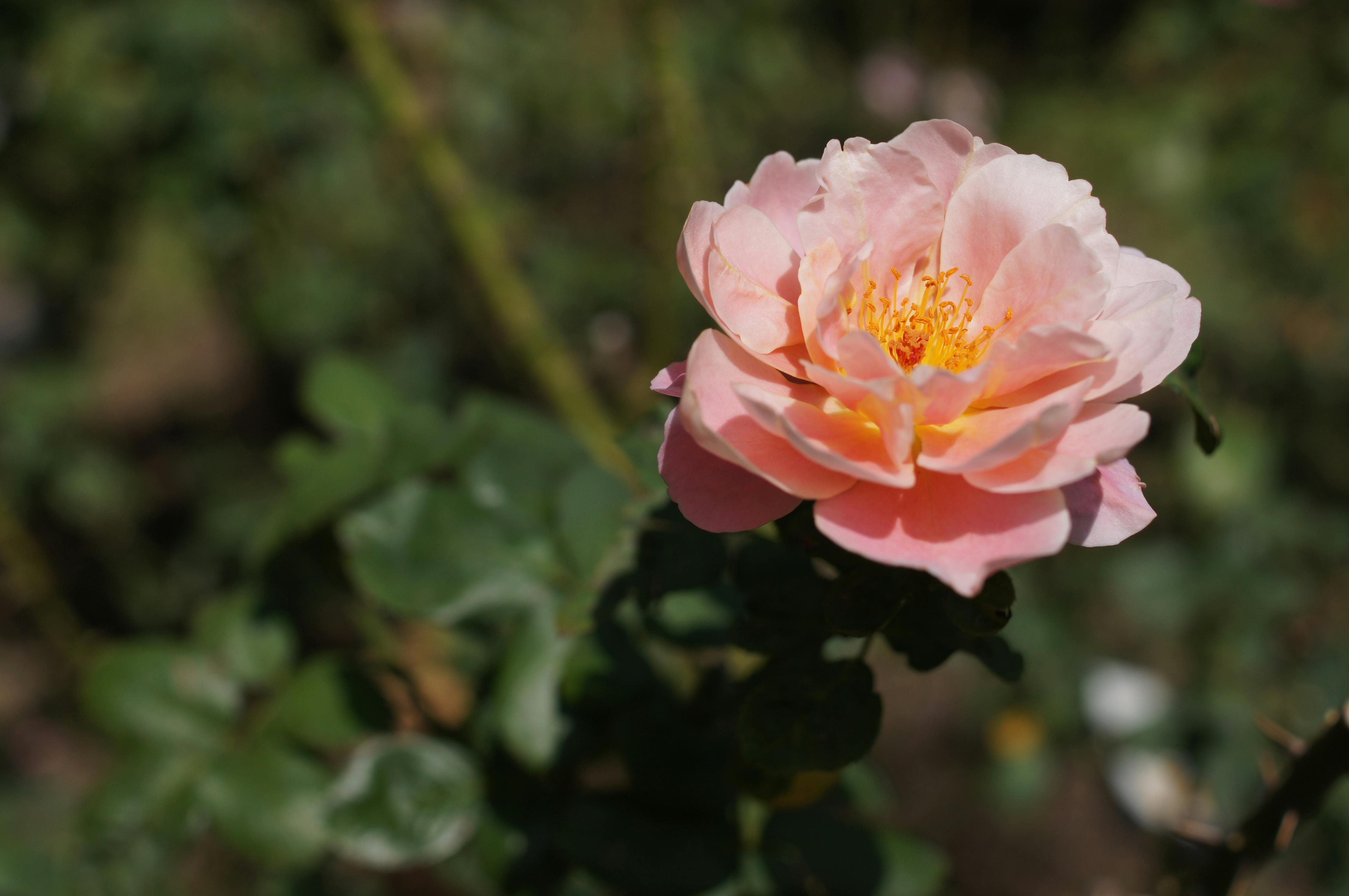 Pink Rose in Bloom · Free Stock Photo