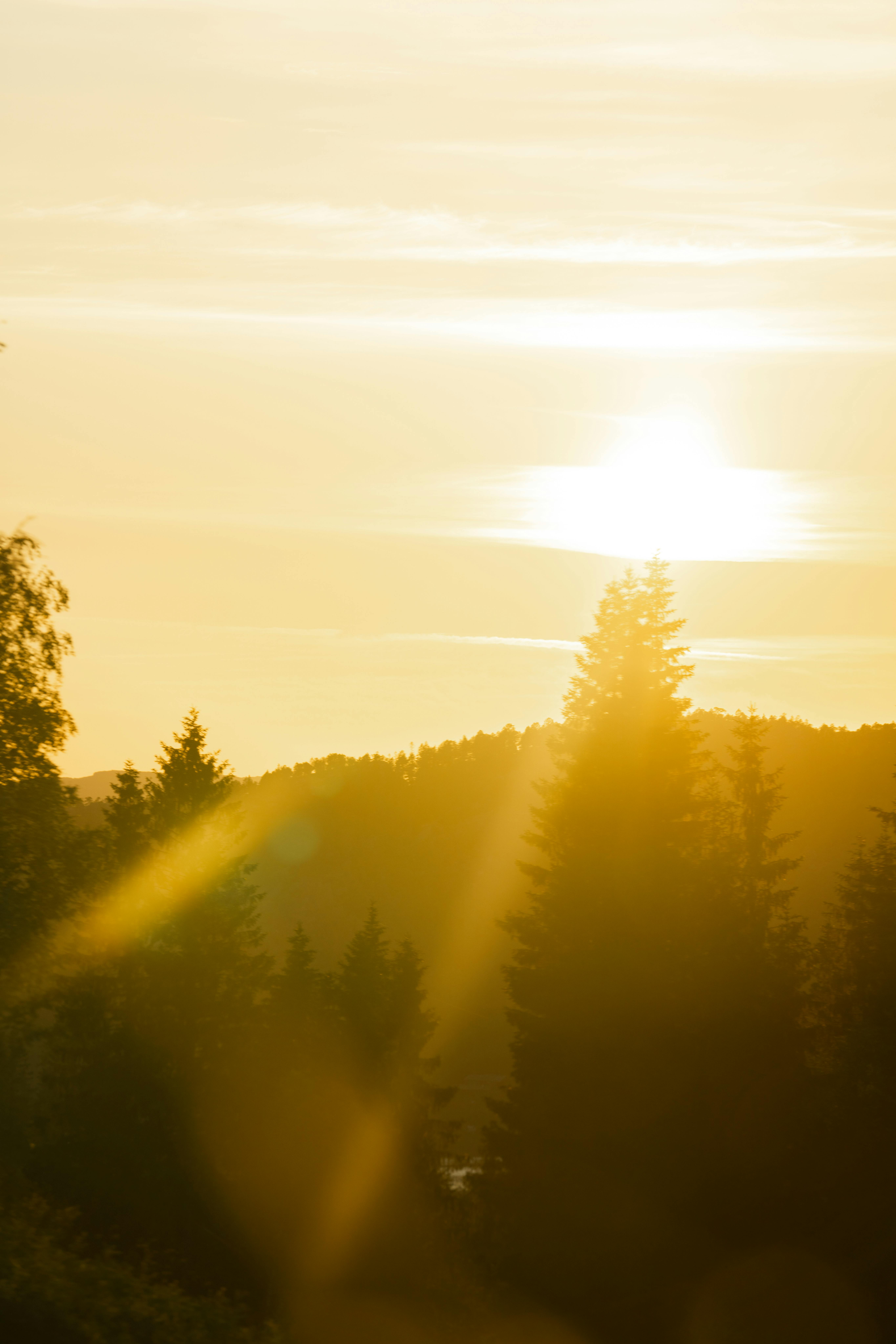 Sunlight Falling over the Trees · Free Stock Photo