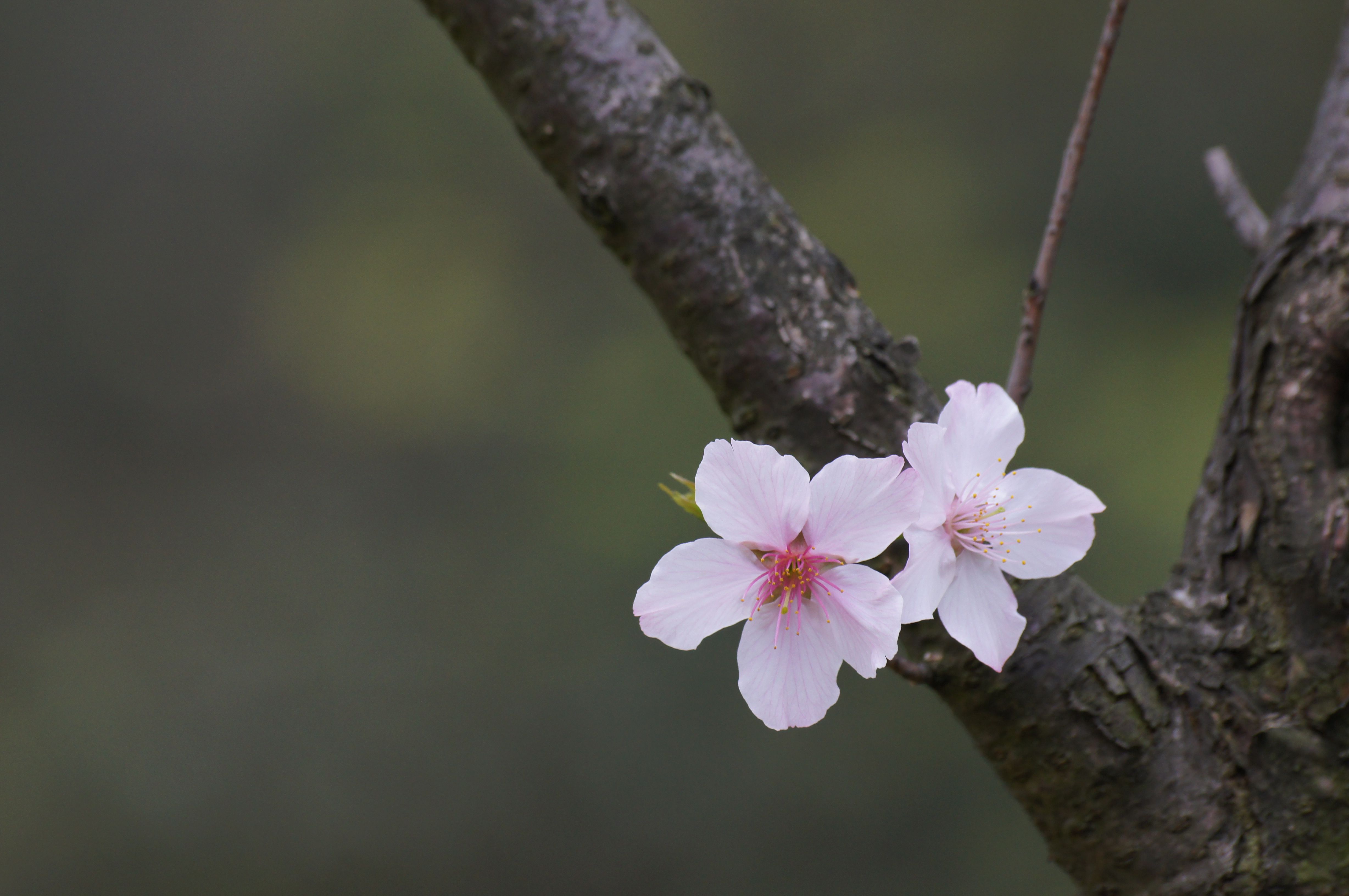 Blossoming Magnolia Tree · Free Stock Photo