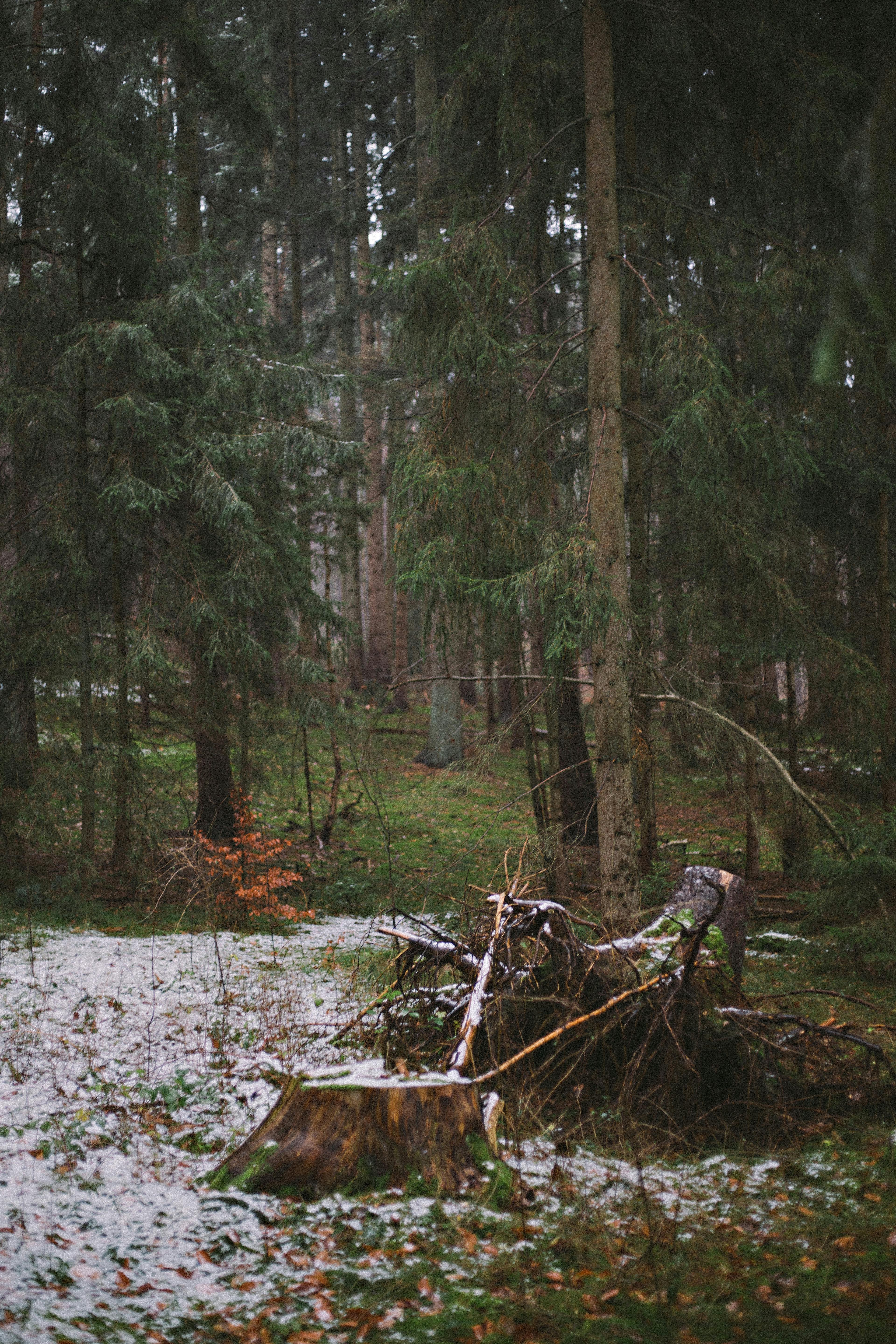 Evergreen Needle Forest · Free Stock Photo