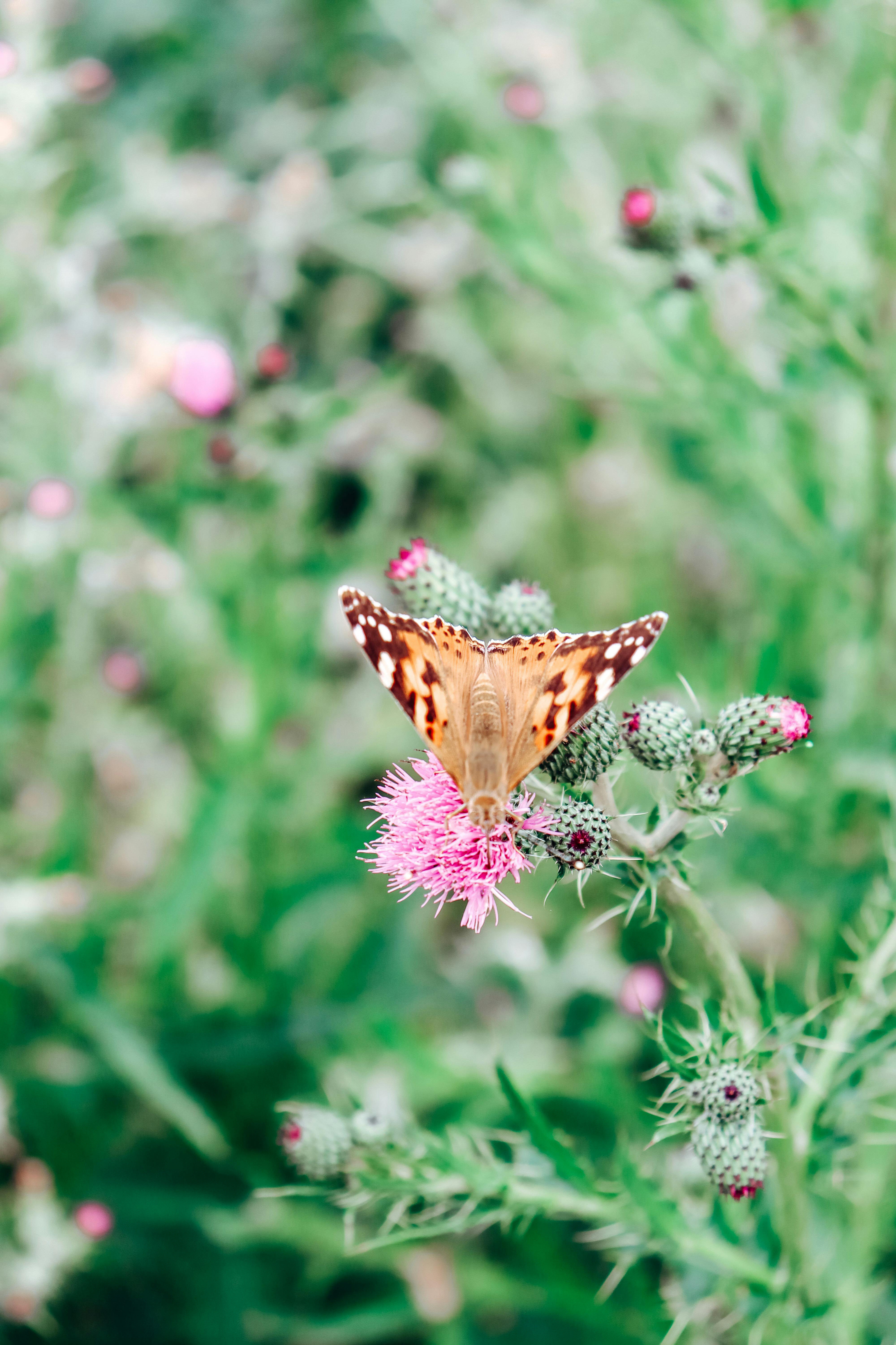 Close Up of Delicate Butterfly · Free Stock Photo