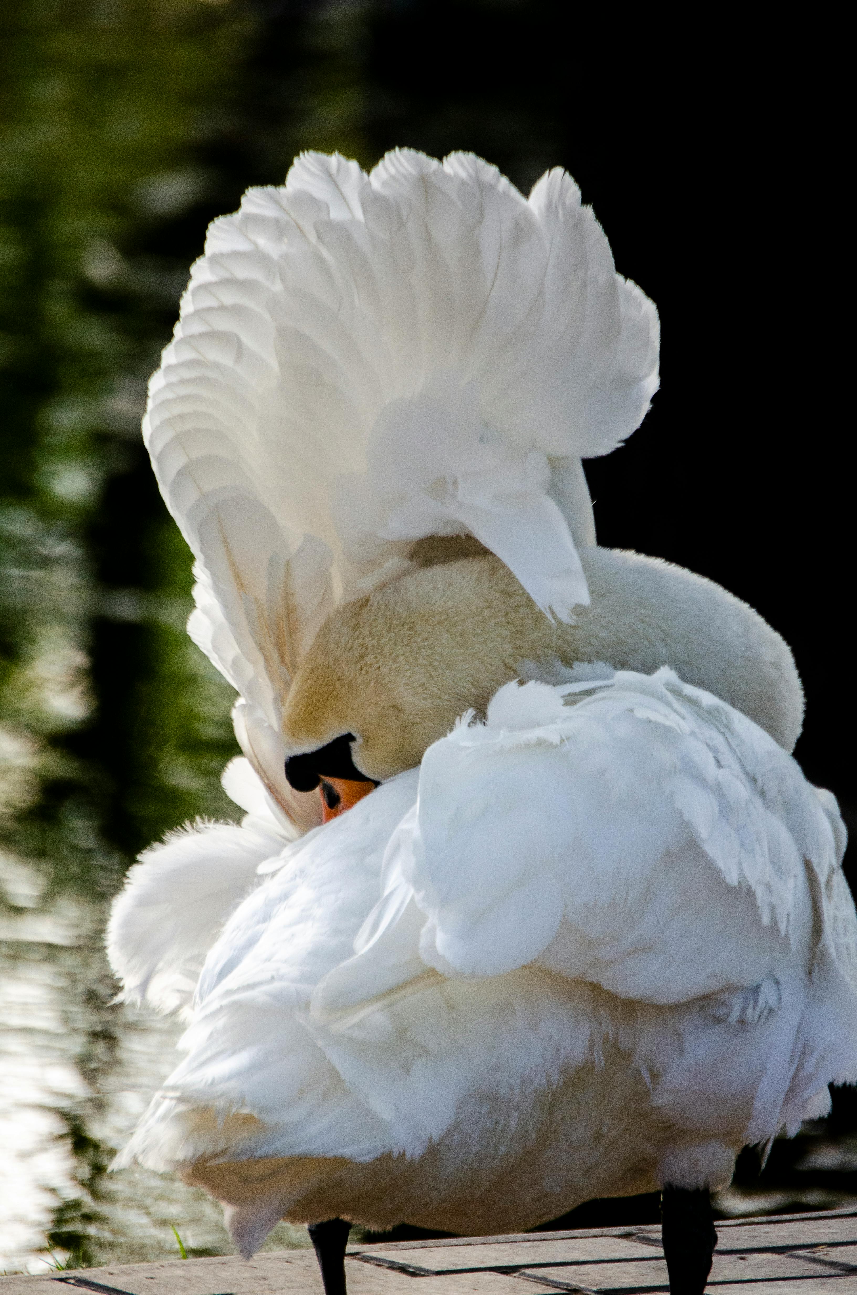 Close up of Swan · Free Stock Photo