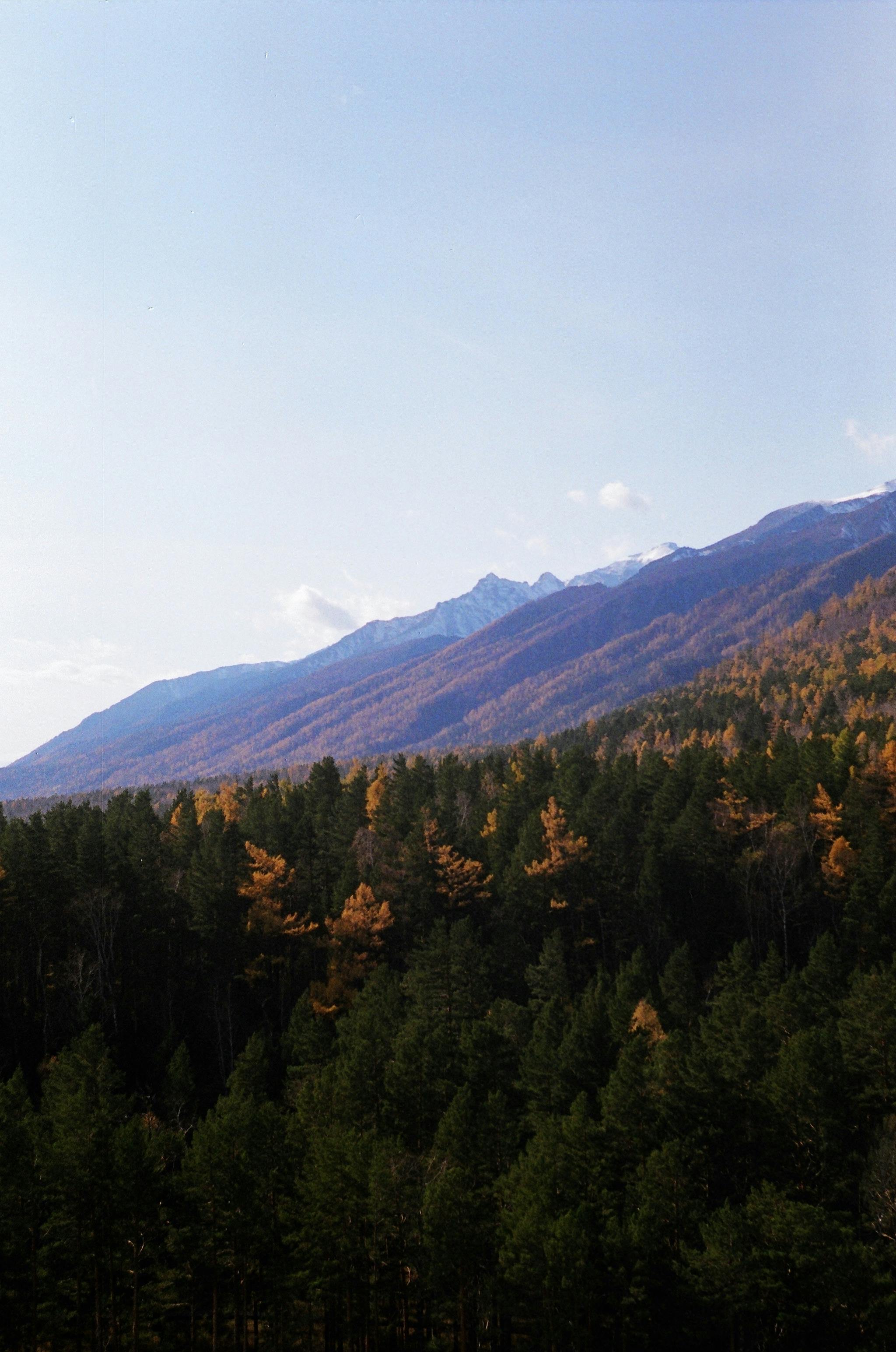 Trees on the Mountain · Free Stock Photo