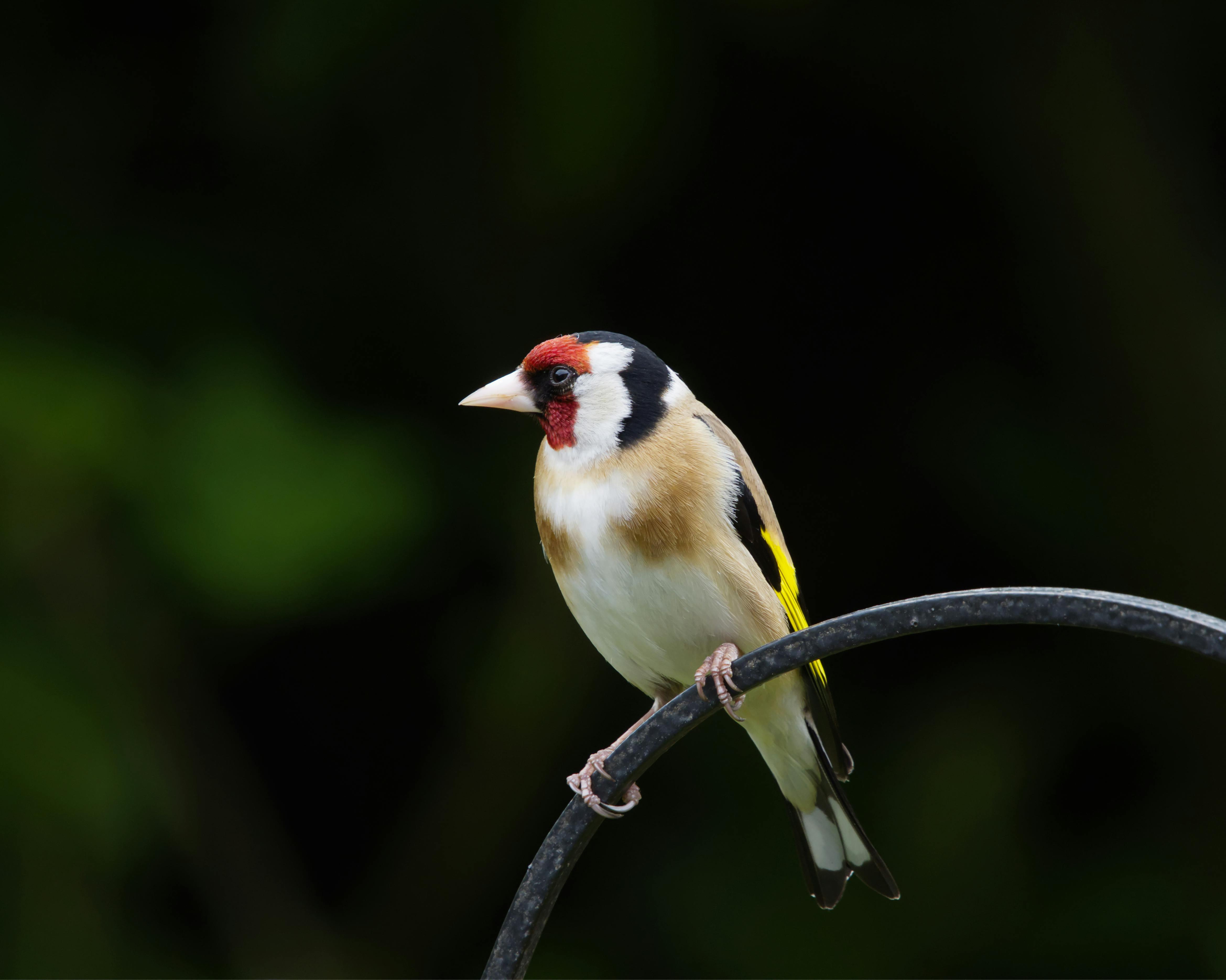 Goldfinch Photos, Download The BEST Free Goldfinch Stock Photos & HD Images