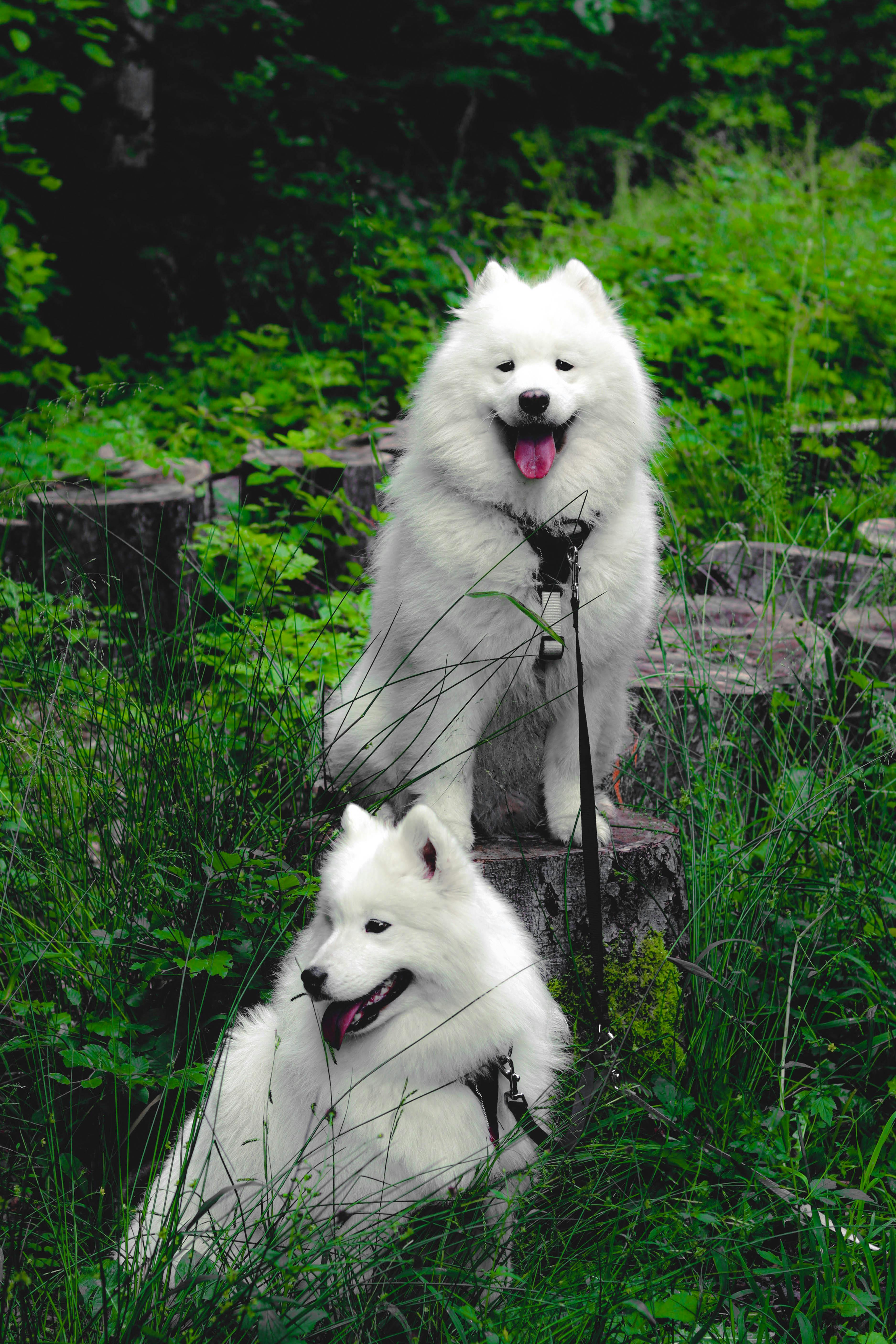 Samoyed Dogs 101 Photos, Download Free Samoyed Dogs 101 Stock Photos ...