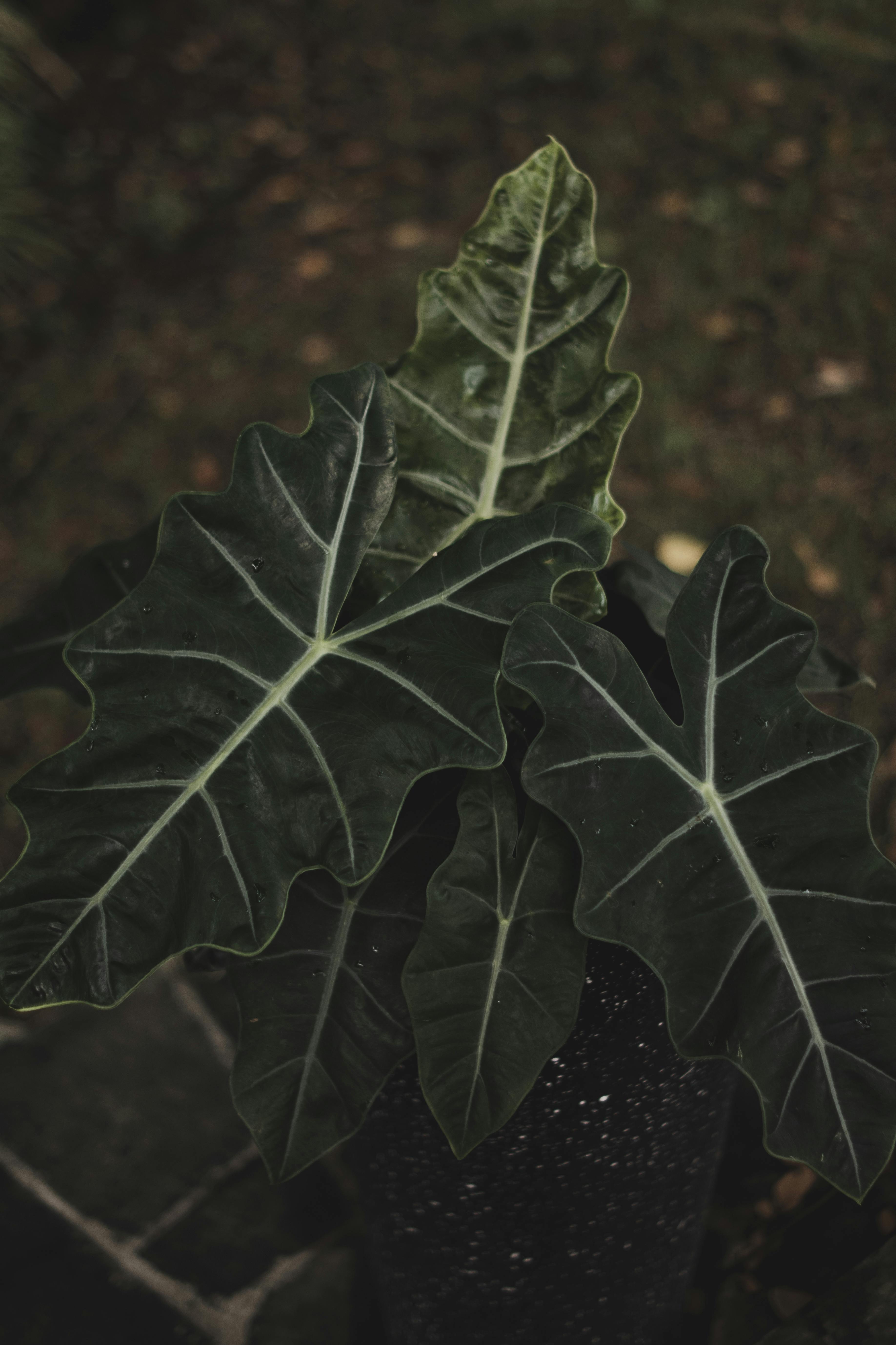 Captive Plant Photos, Download The BEST Free Captive Plant Stock Photos ...