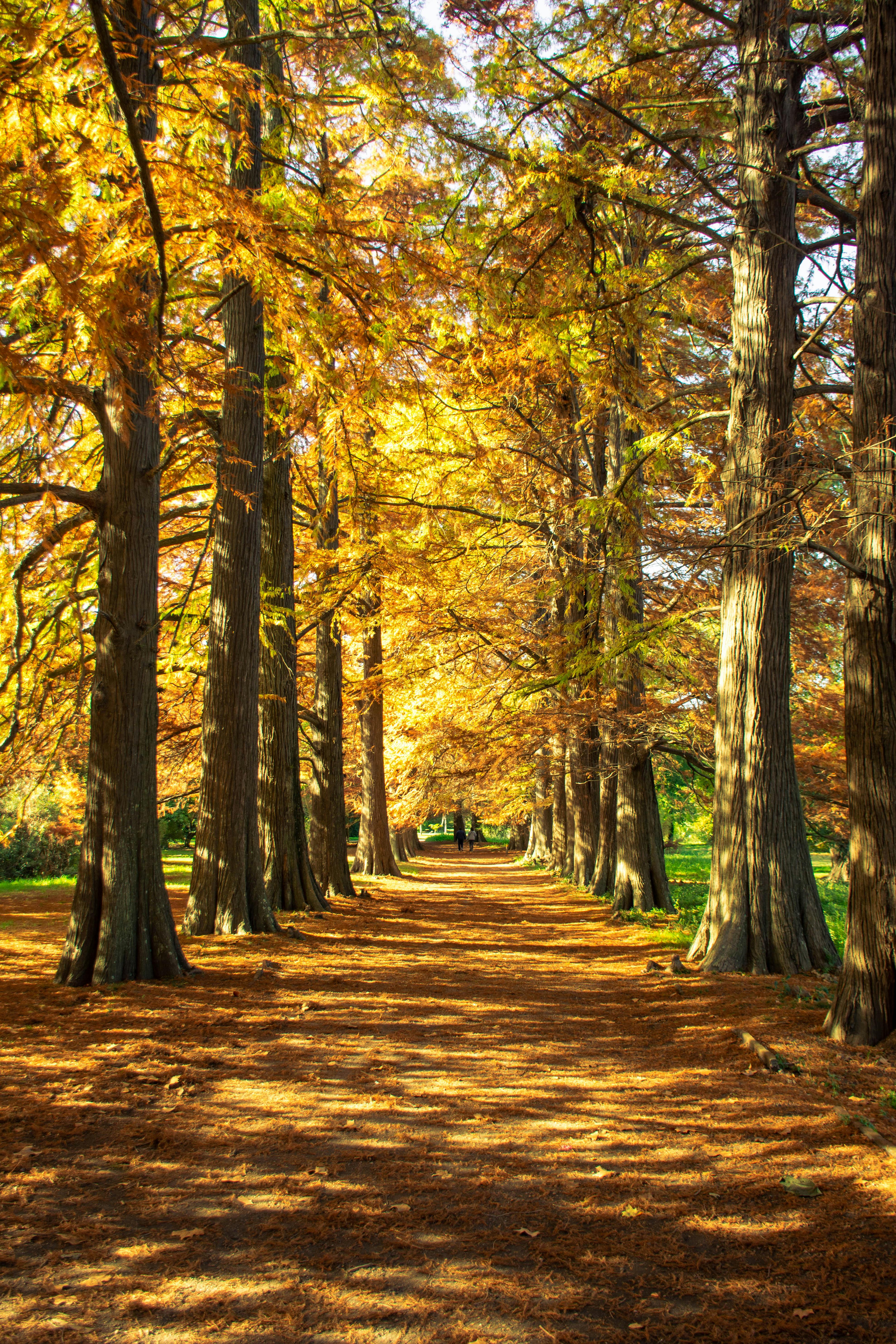 Pathway Between Trees and Plants · Free Stock Photo