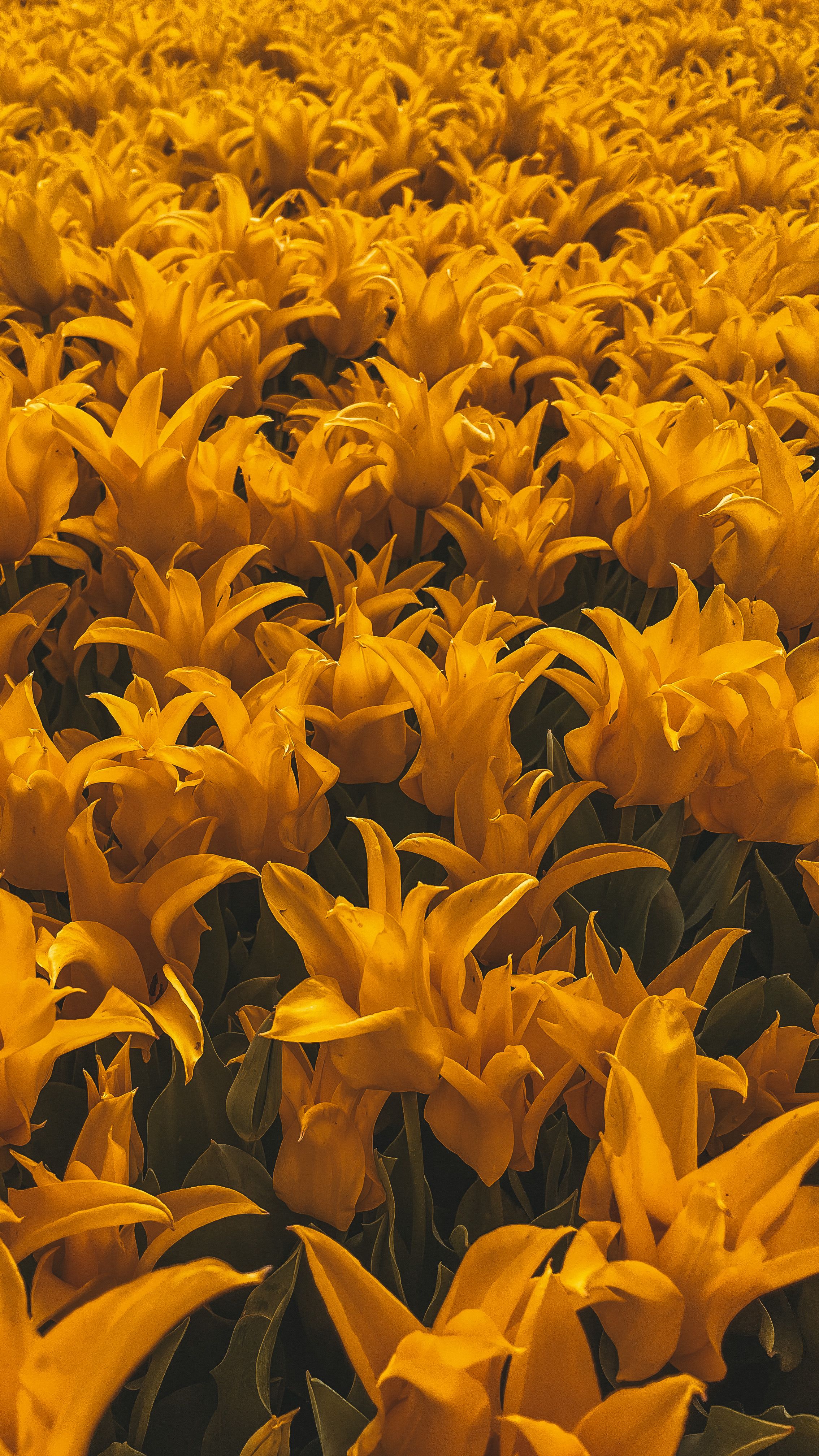 Close-Up Shot of Yellow Flowers in Bloom · Free Stock Photo