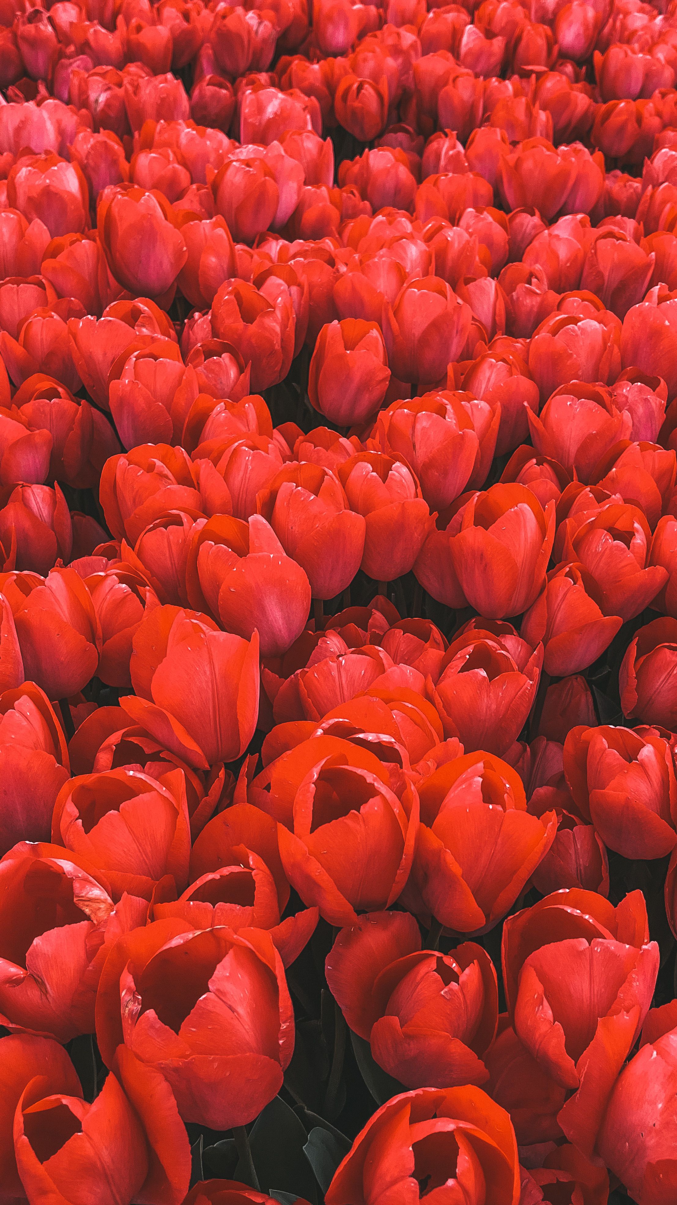 Close Up Photo of Red Flowers · Free Stock Photo