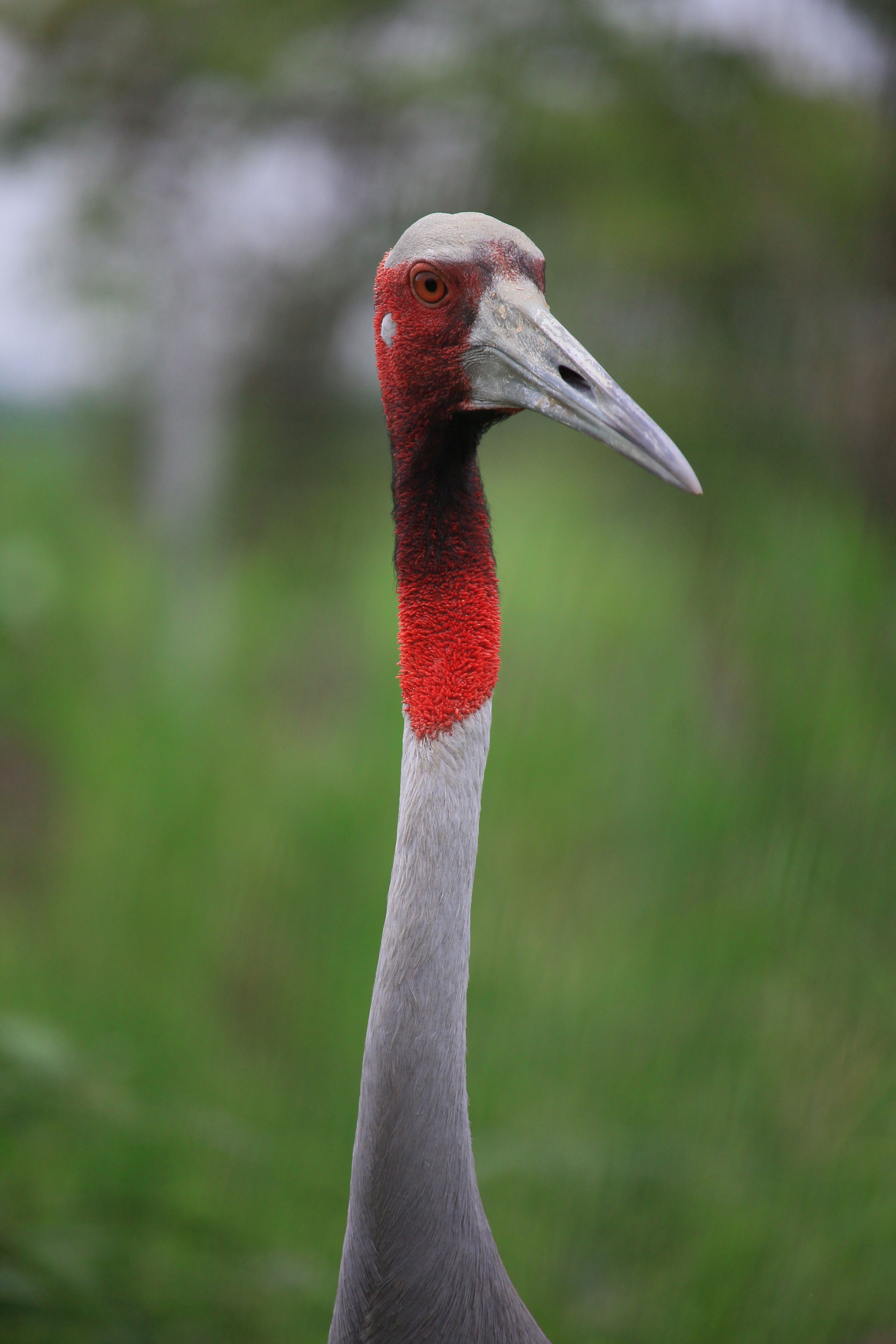 Crane Walking through Garden · Free Stock Photo