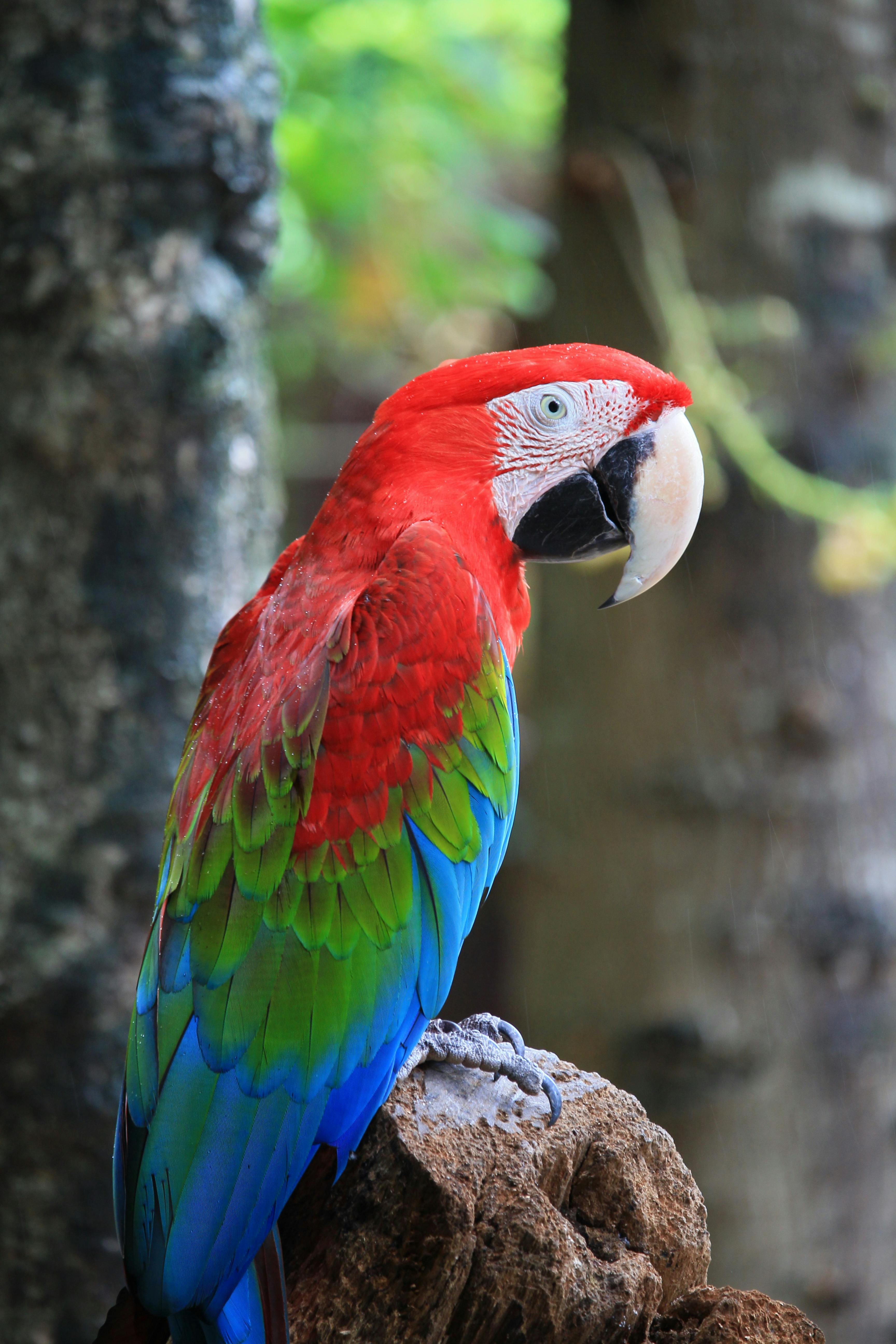 Scarlet Macaw · Free Stock Photo
