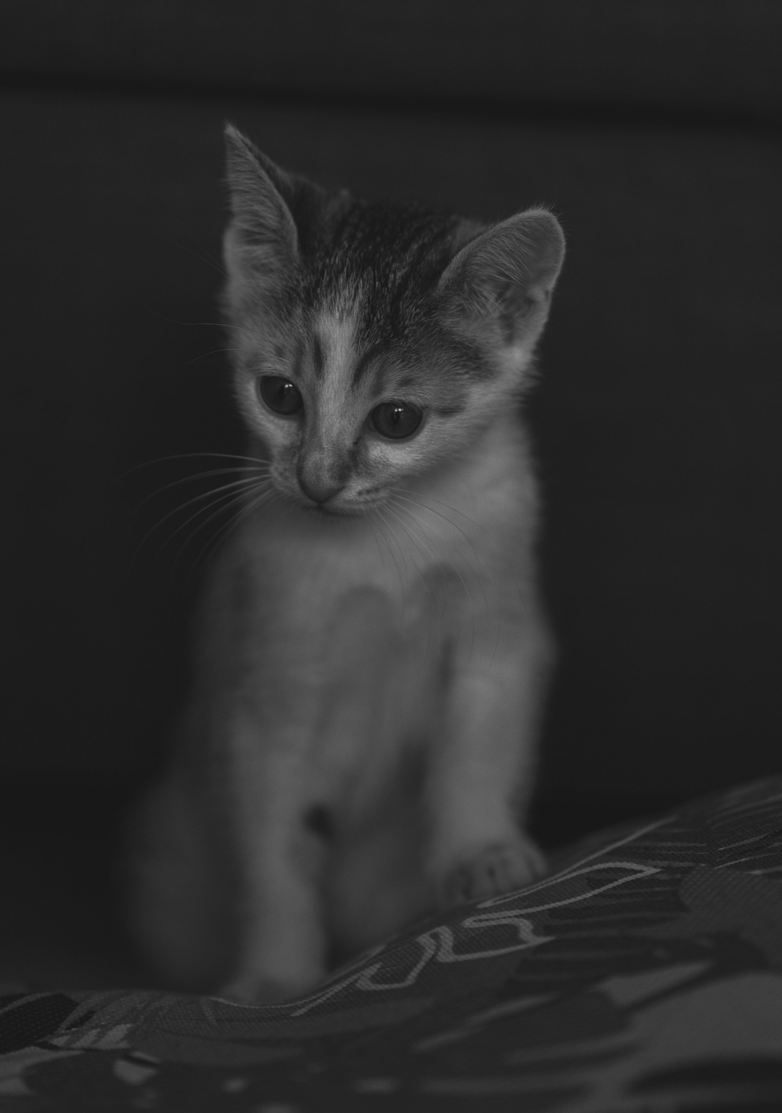 48+ Best Free Gatos Stock Photos & Images · 100% Royalty-Free HD Downloads