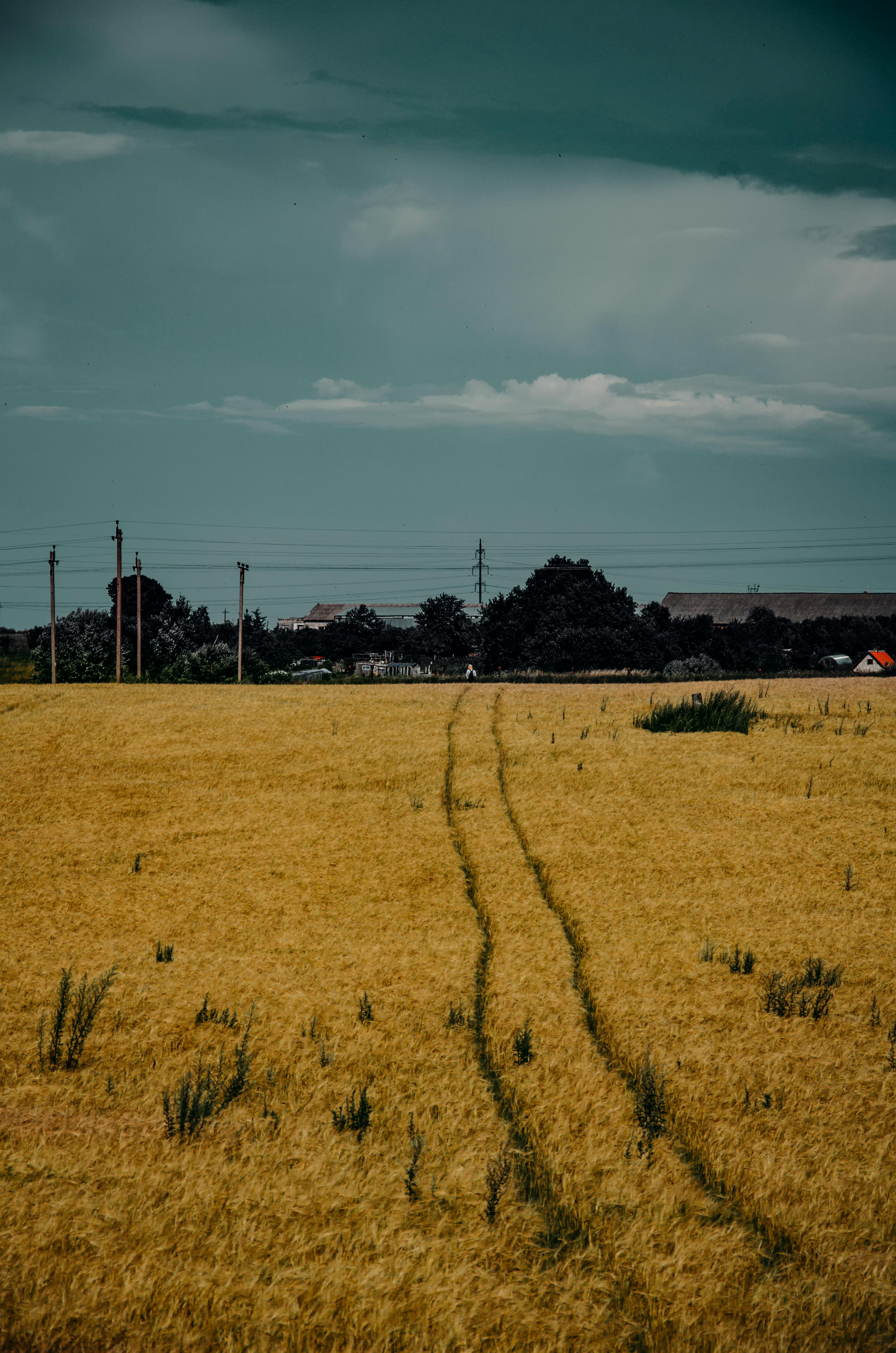 Yellow Field · Free Stock Photo