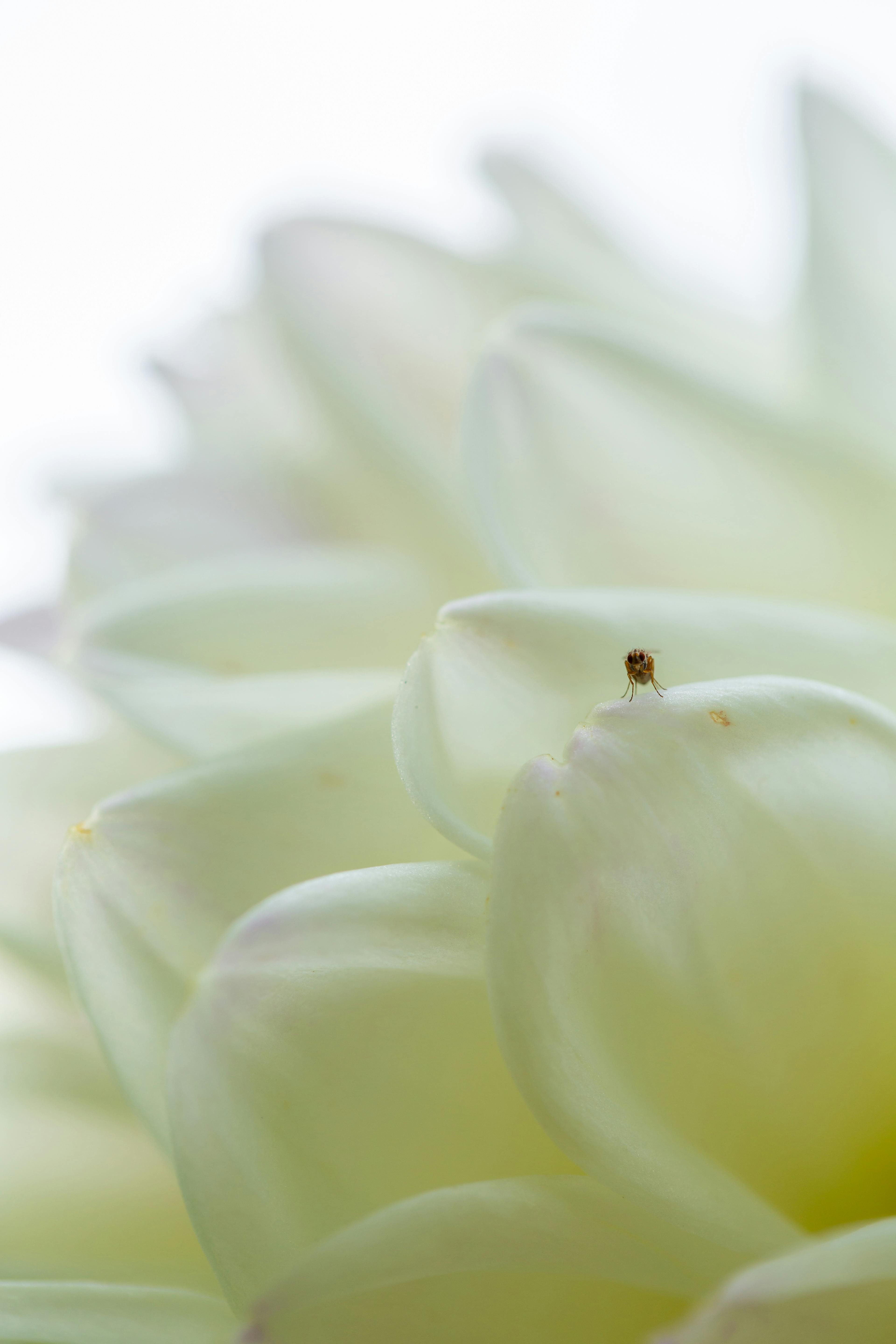 An Insect on the White Petal · Free Stock Photo