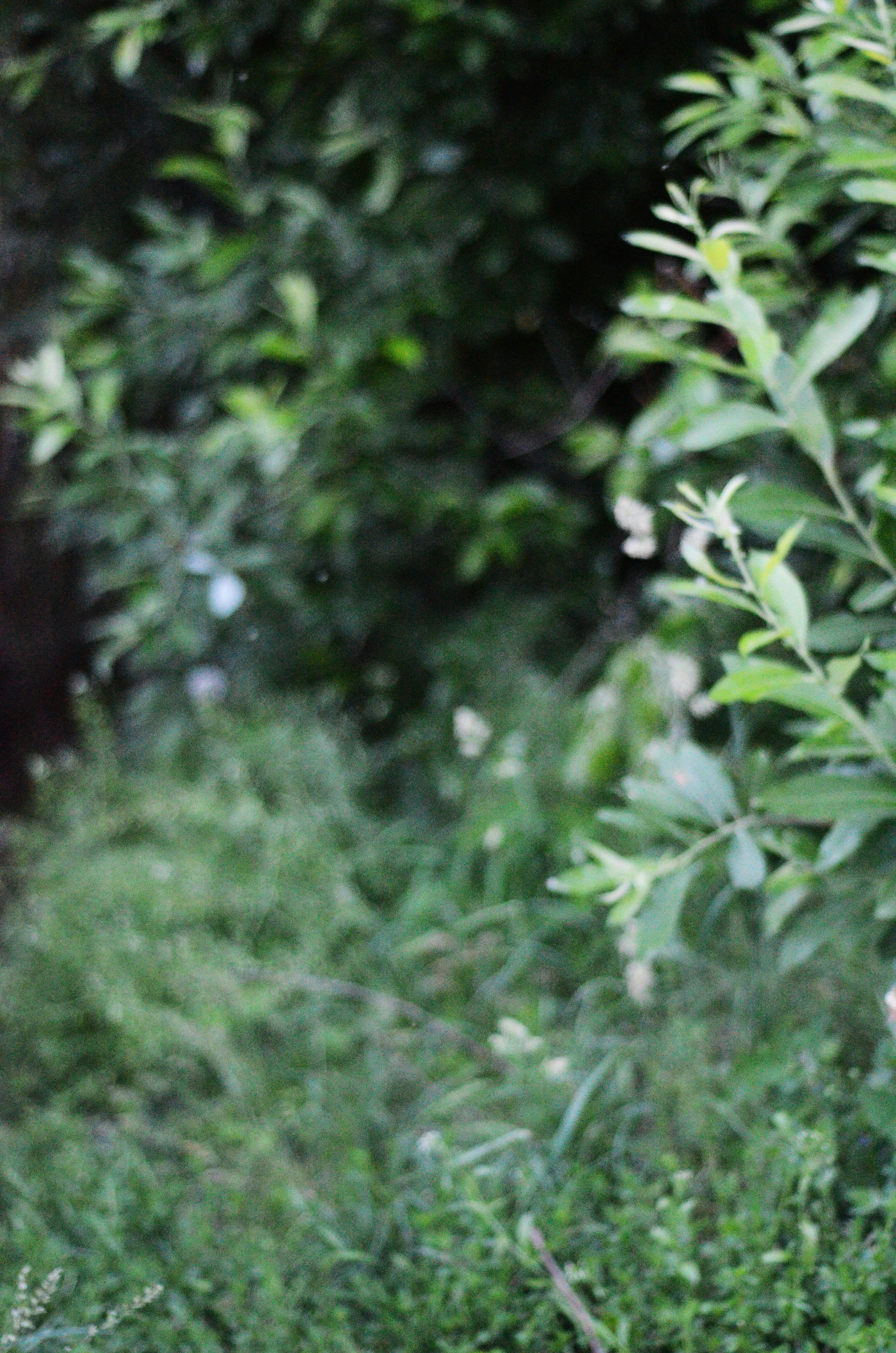 Tress Plants Photos, Download The BEST Free Tress Plants Stock Photos ...