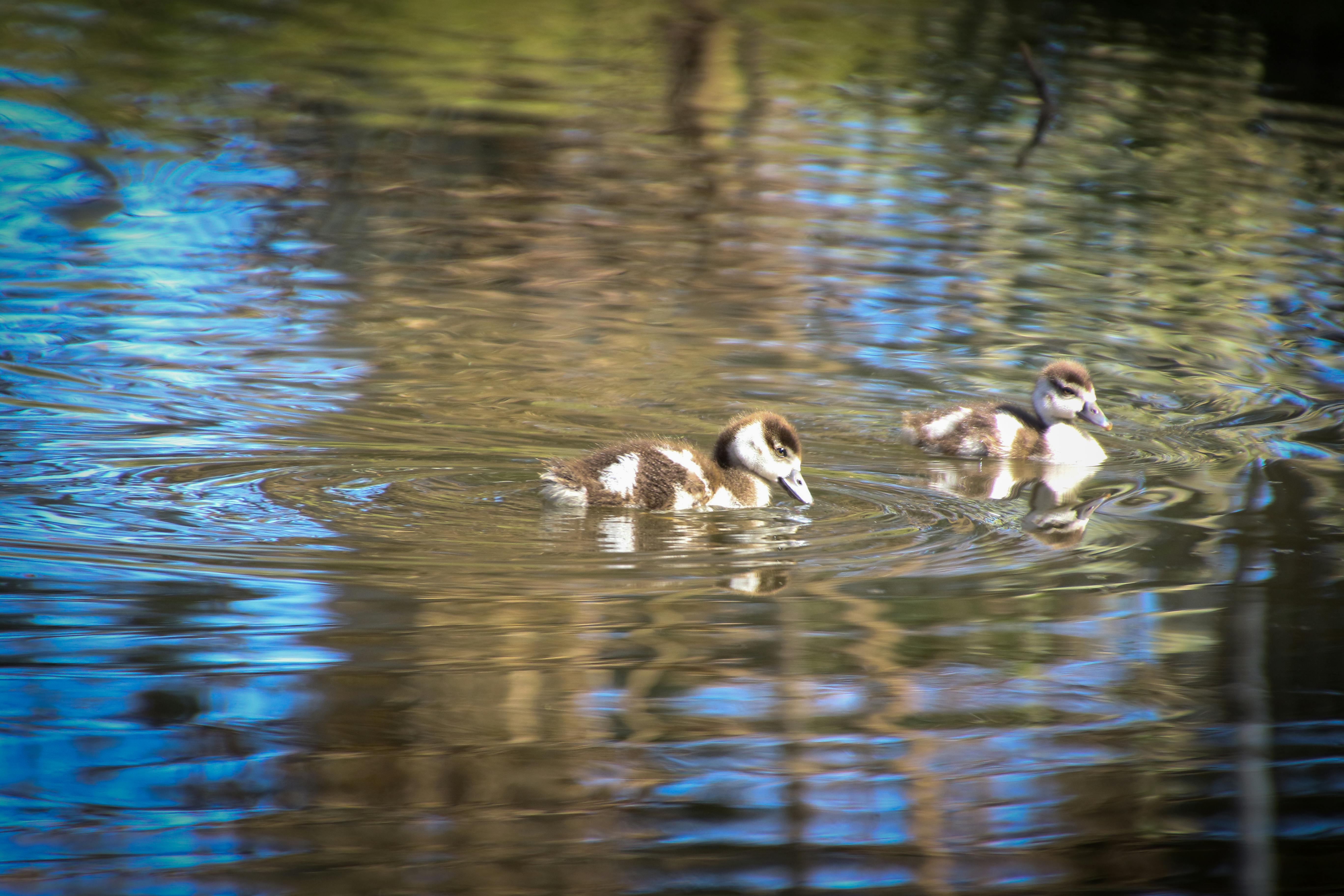 Free stock photo of animal, cute, dam