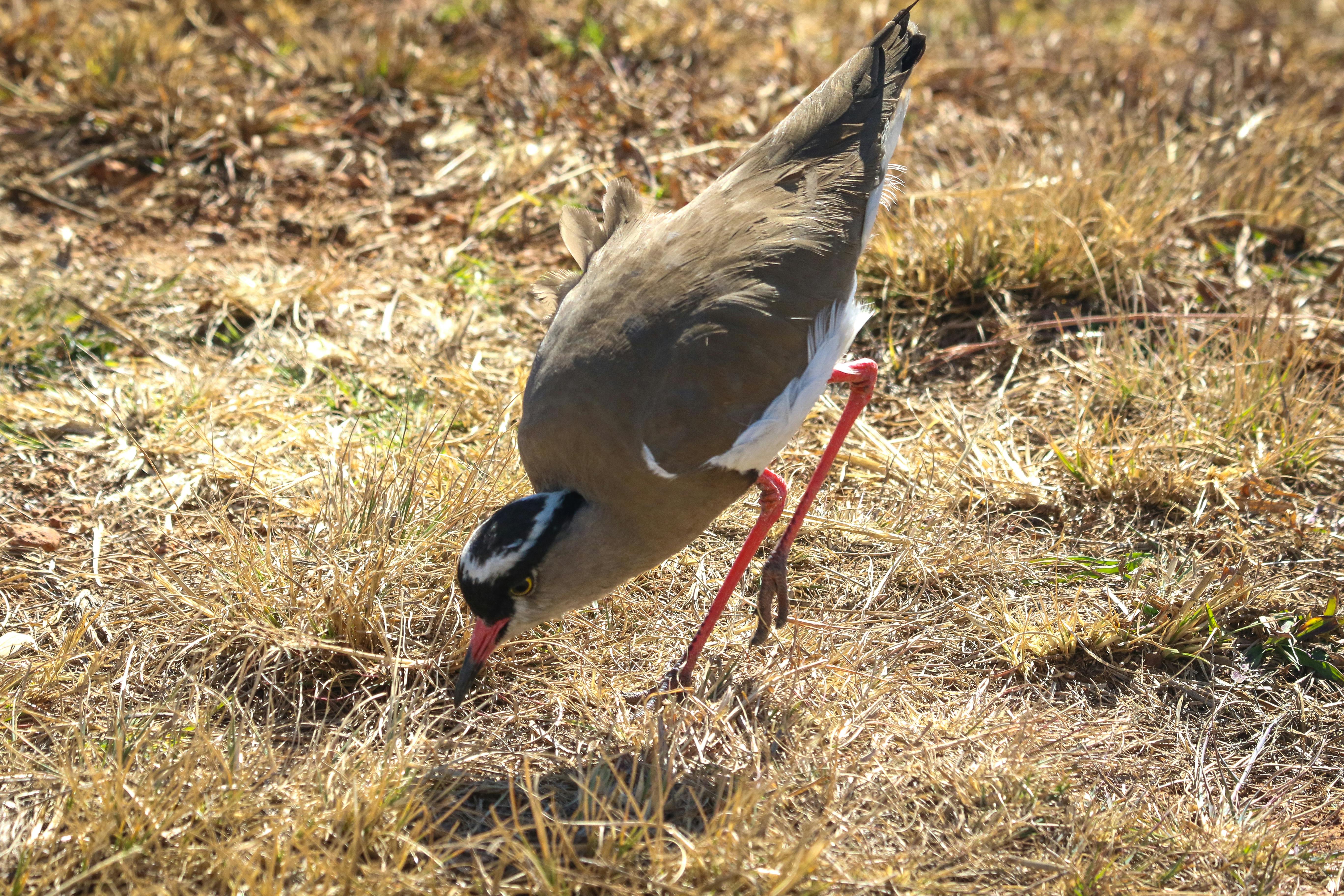 Free stock photo of animals, bush, grass