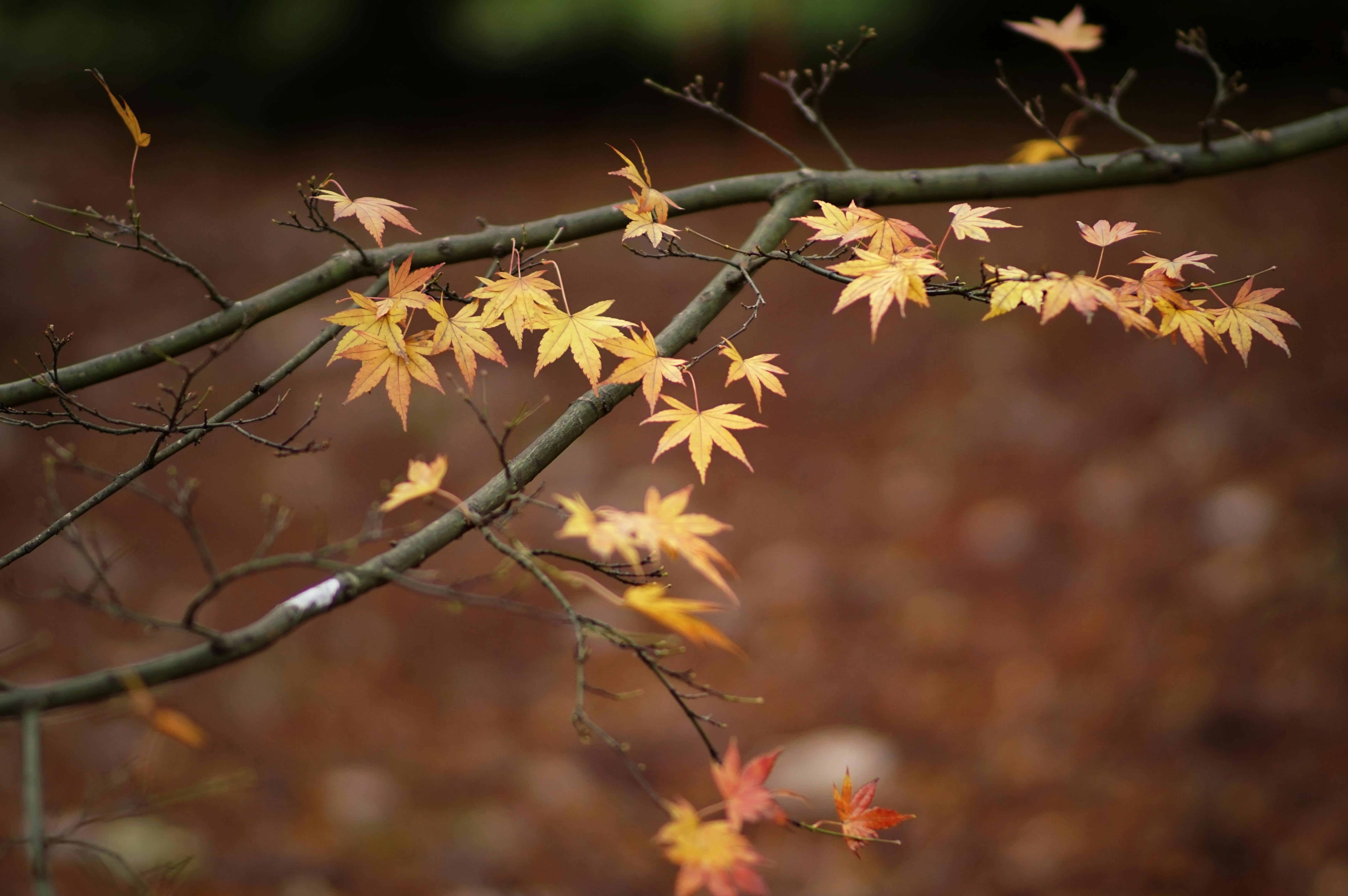 Fall Autumn Photos, Download The BEST Free Fall Autumn Stock Photos ...