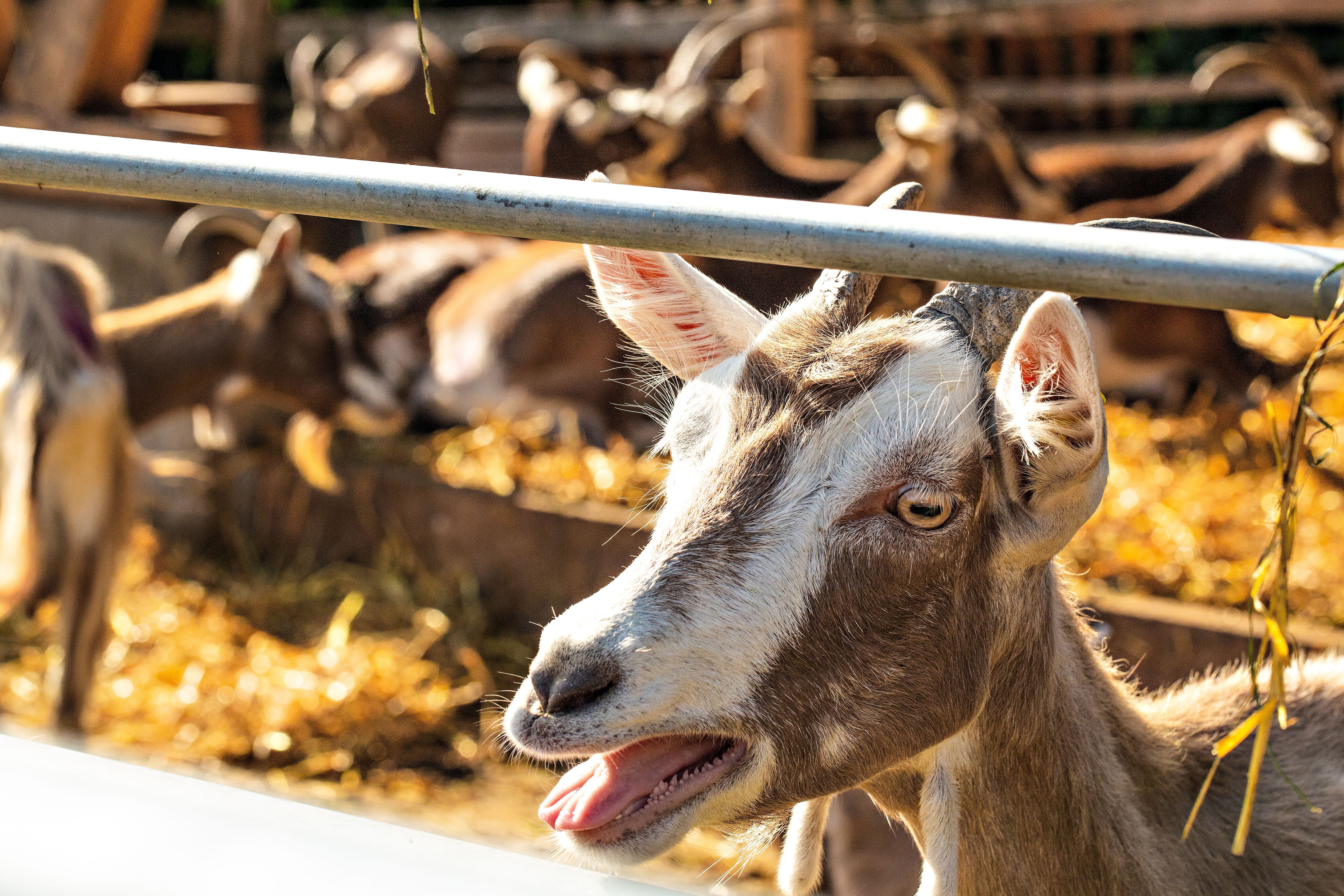 A Goat on a Farm · Free Stock Photo