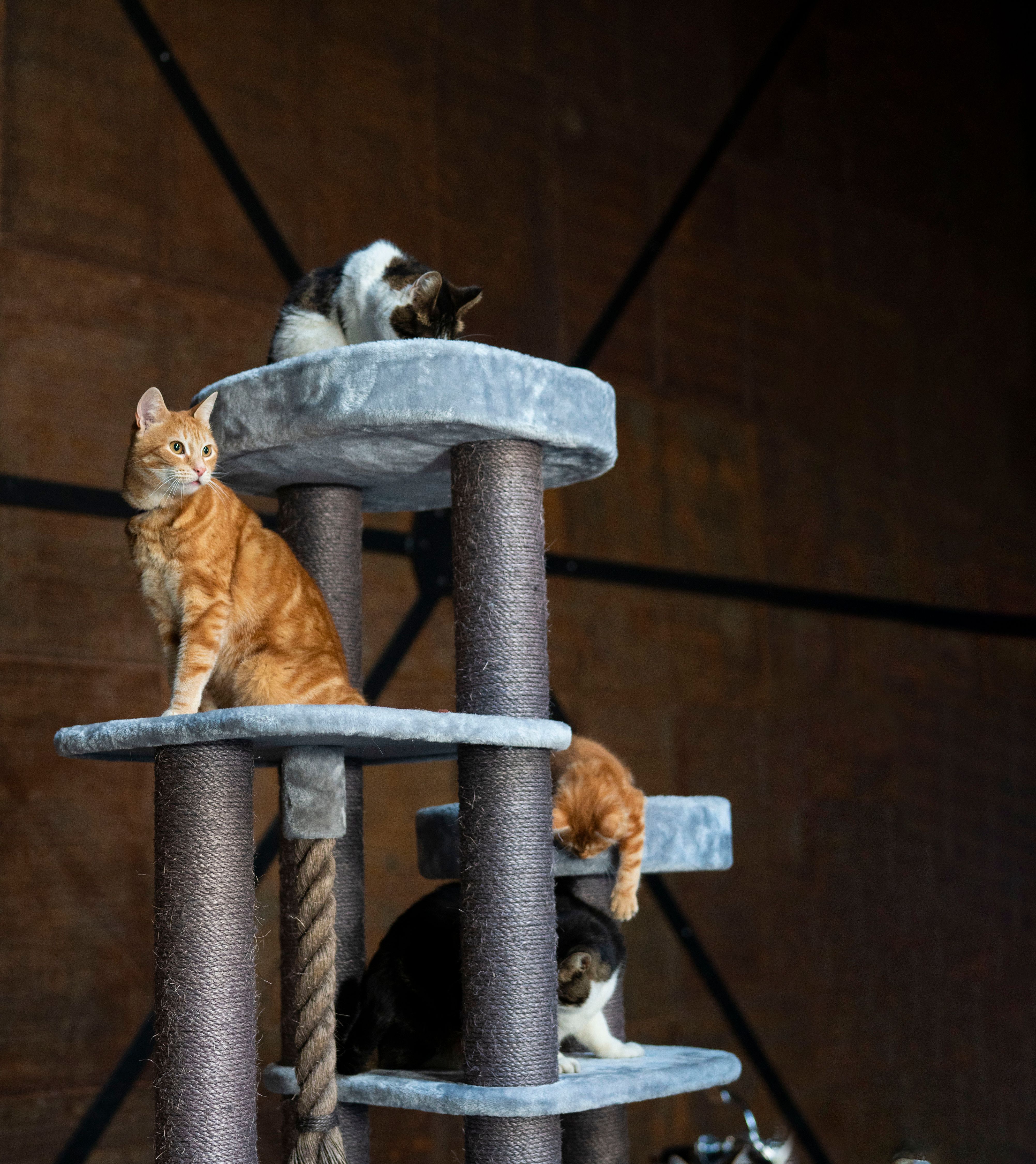 Cat Standing on Tree Stump · Free Stock Photo