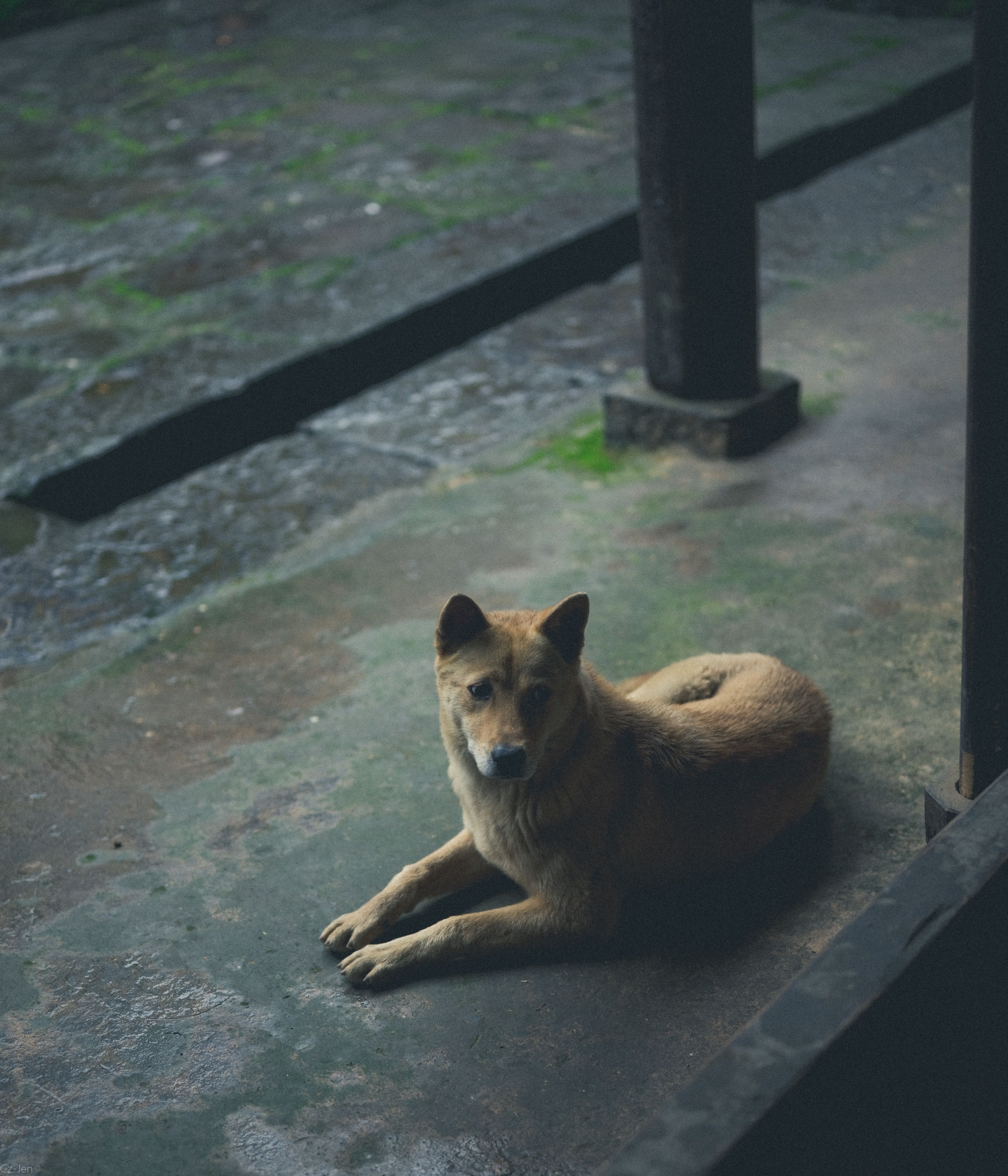 A Dog Smelling the Ground · Free Stock Photo