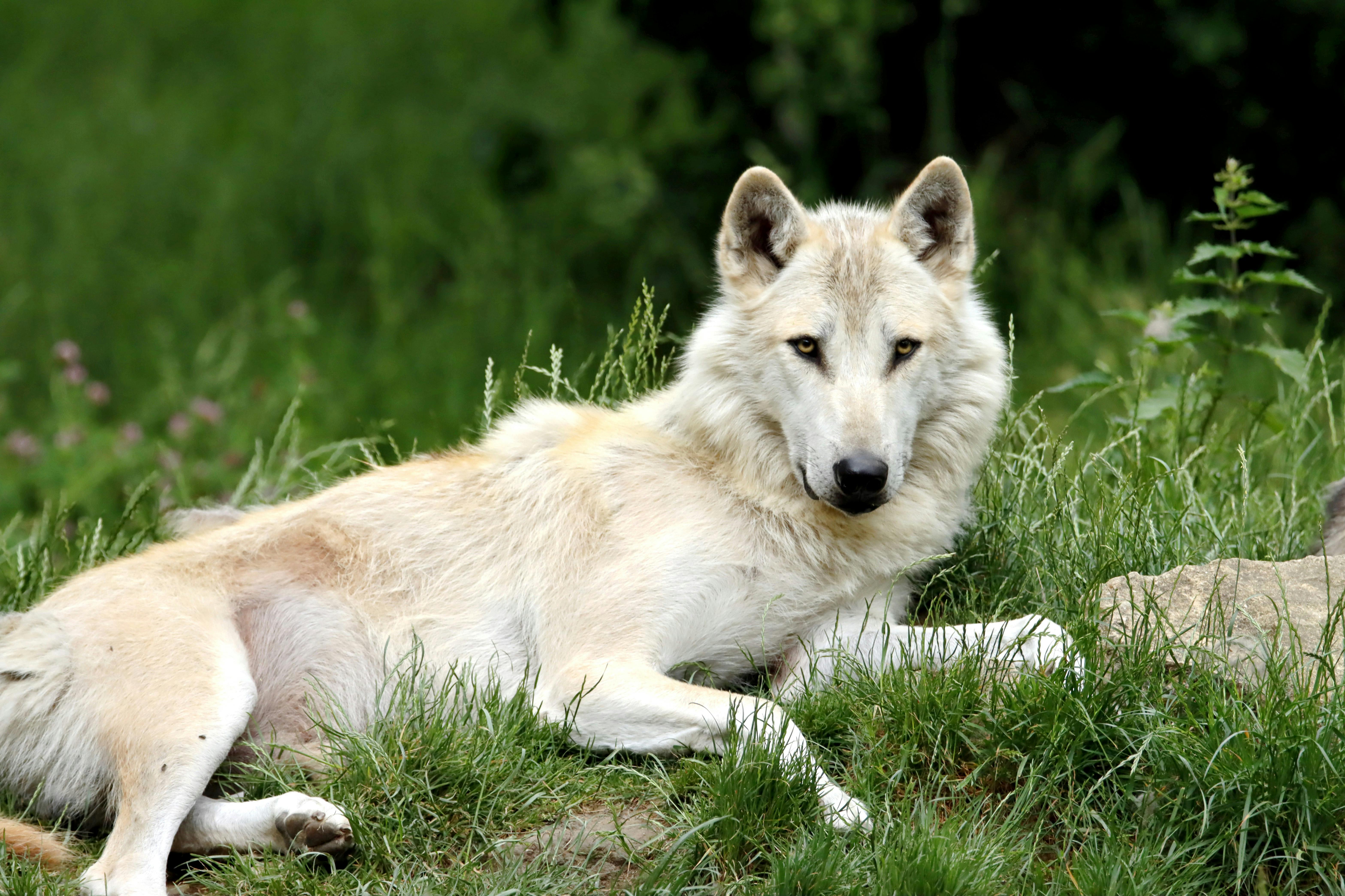 A Close-Up Shot of a Wolf · Free Stock Photo