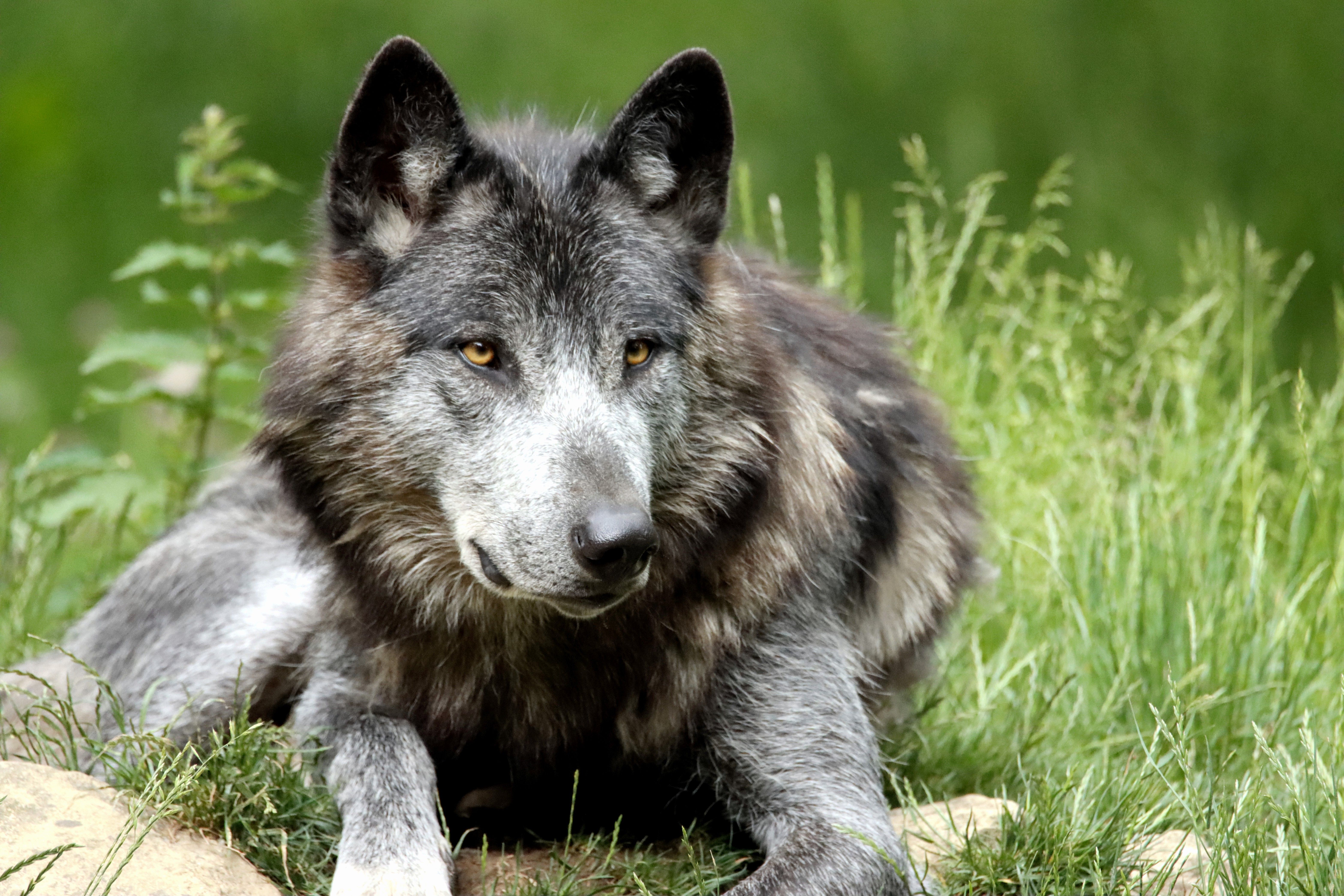 A Wolf on the Grass · Free Stock Photo