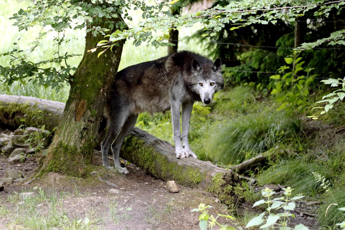 Mackenzie Valley Wolf Size: Comparing to Other Subspecies