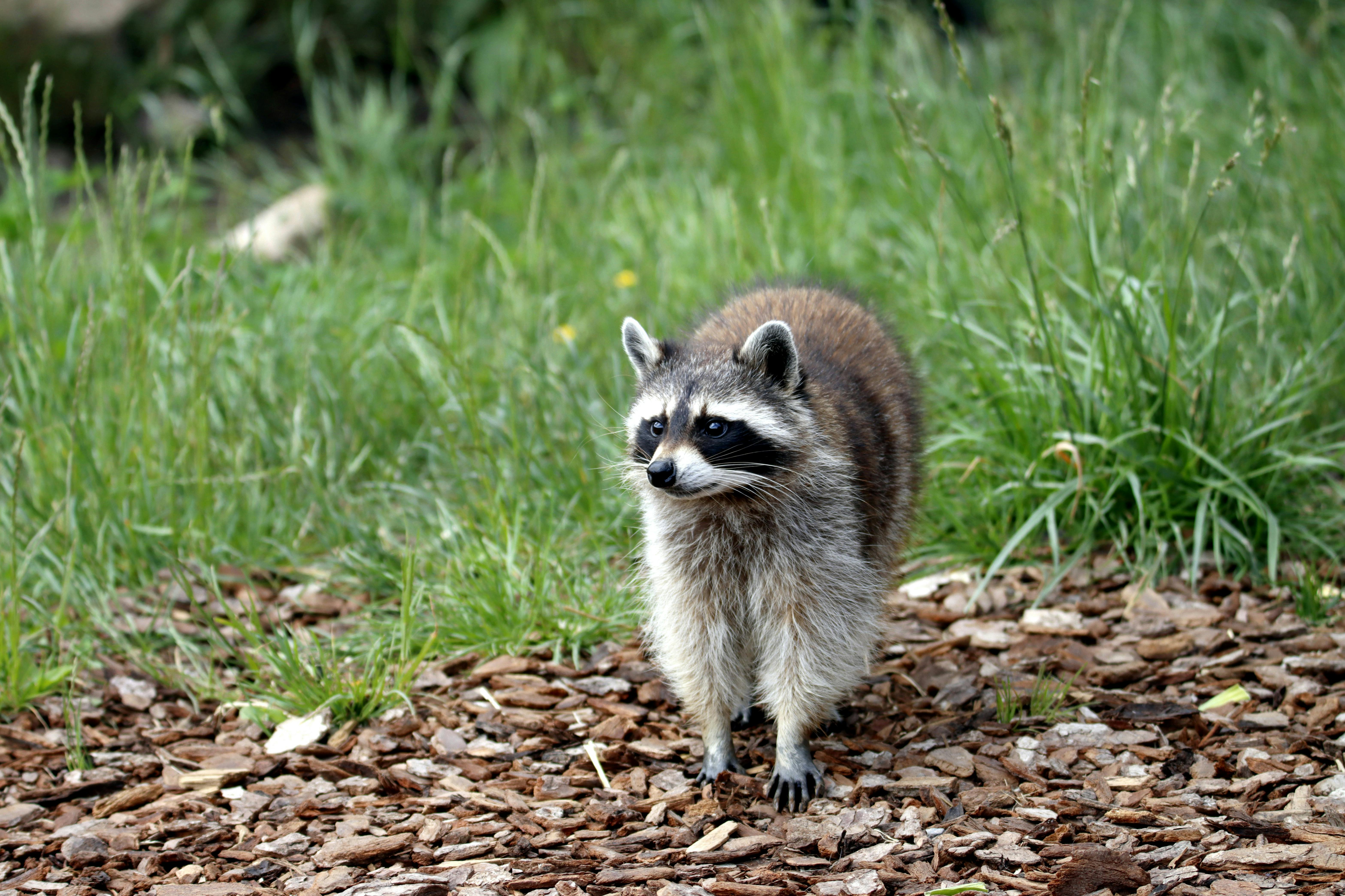 Close-Up Shot of a Raccoon · Free Stock Photo
