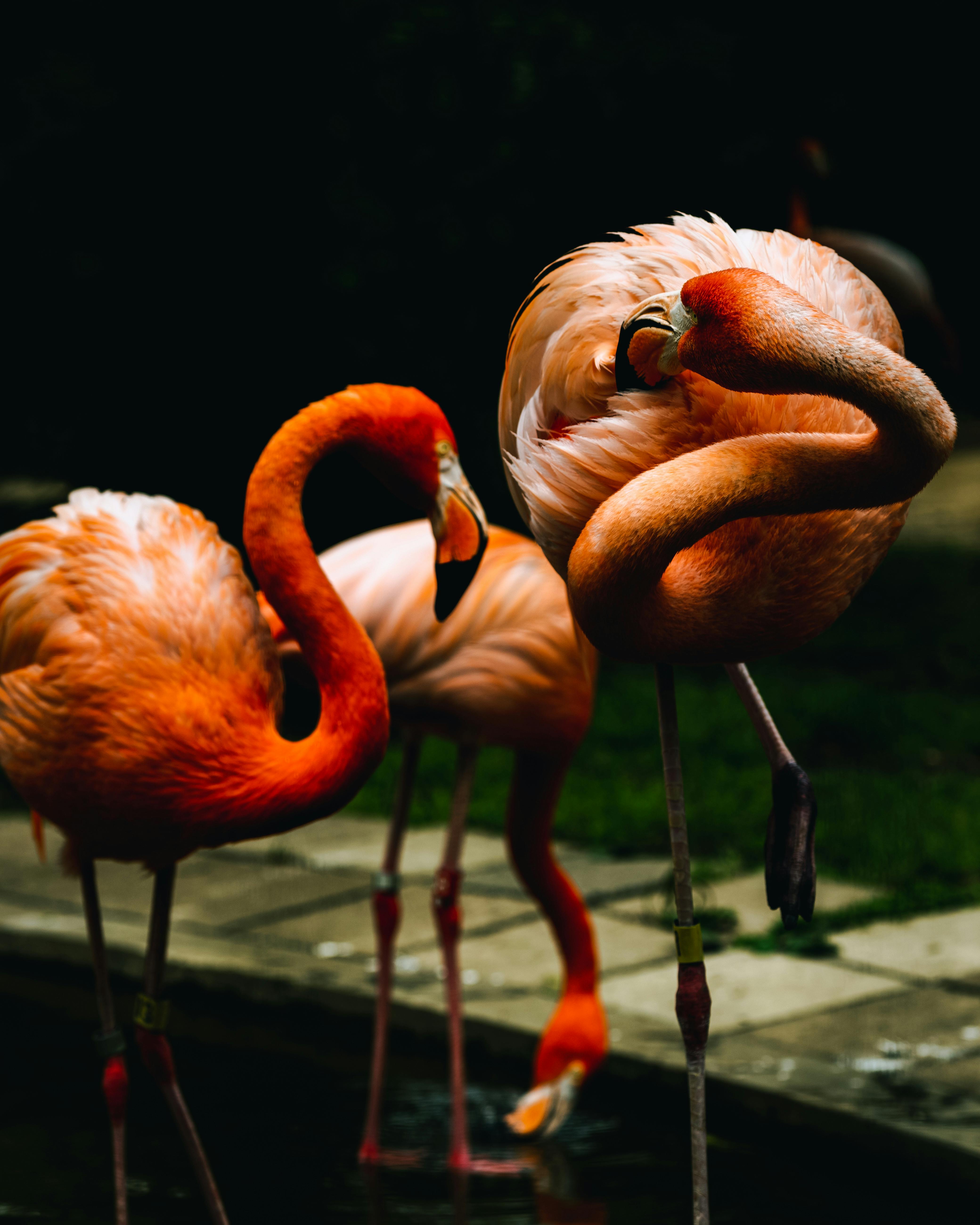 Red Flamingo · Free Stock Photo