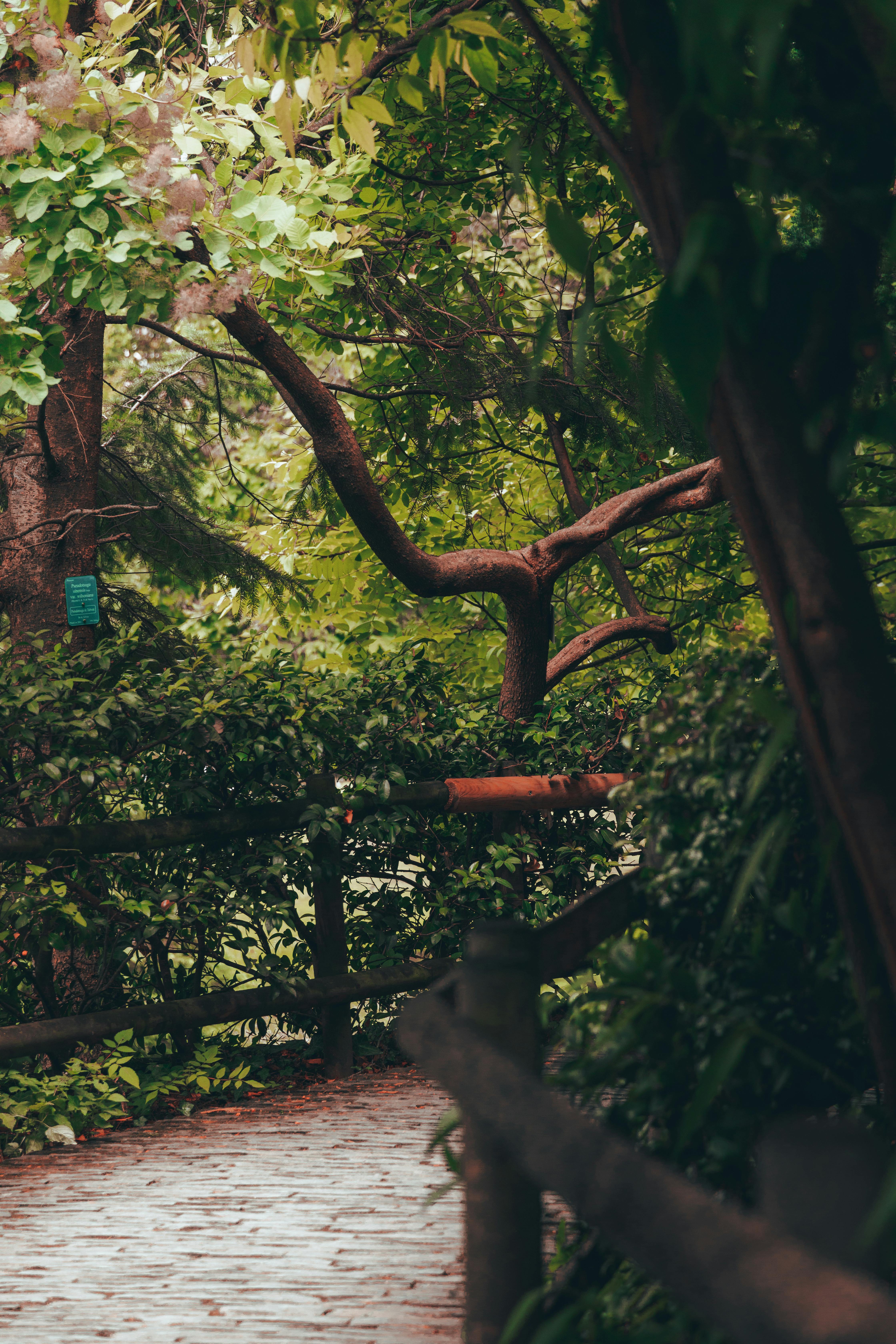 A Wooden Bridge Surrounded by Trees · Free Stock Photo