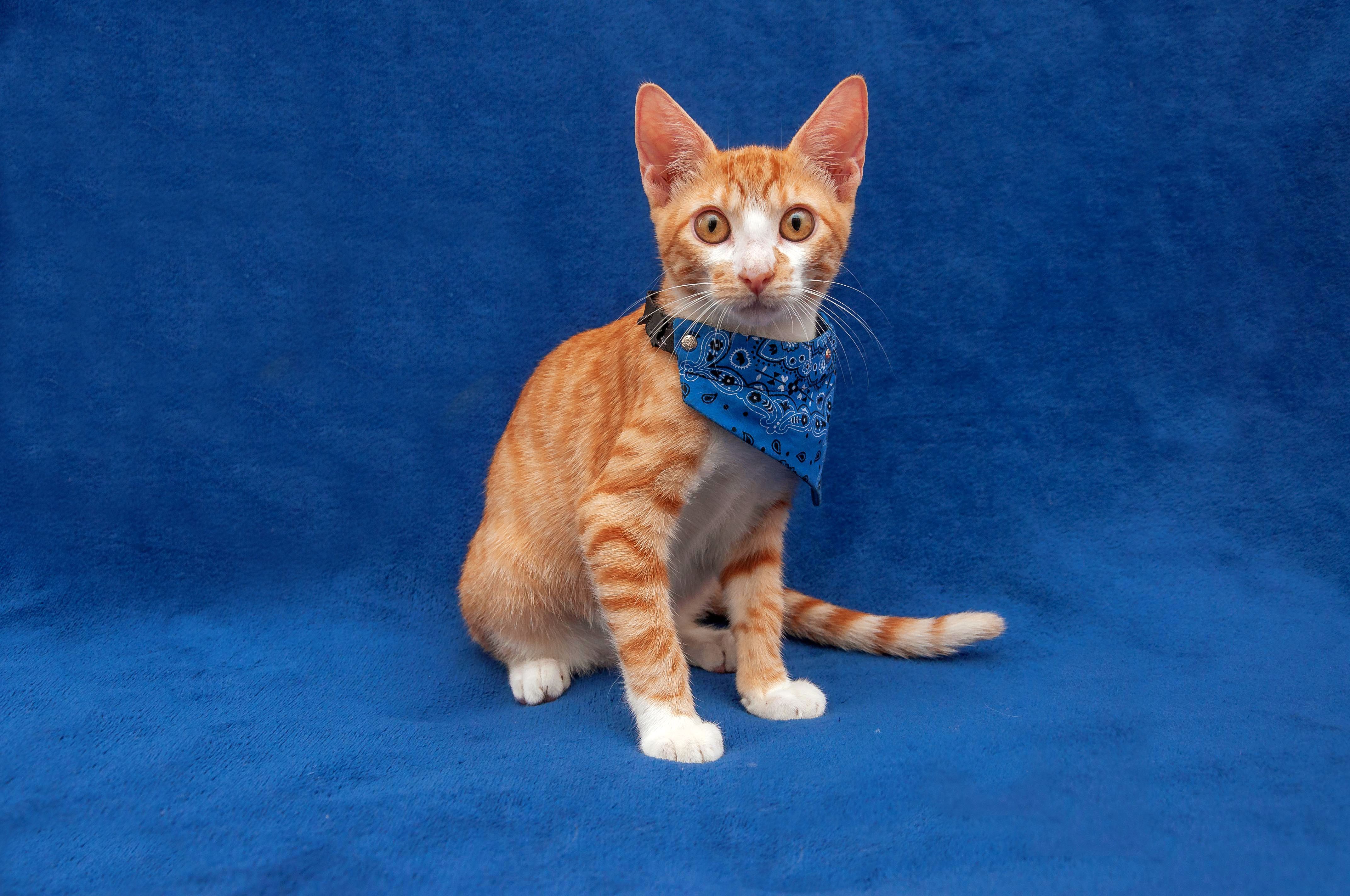Cat With Bandana Photos, Download The BEST Free Cat With Bandana Stock ...